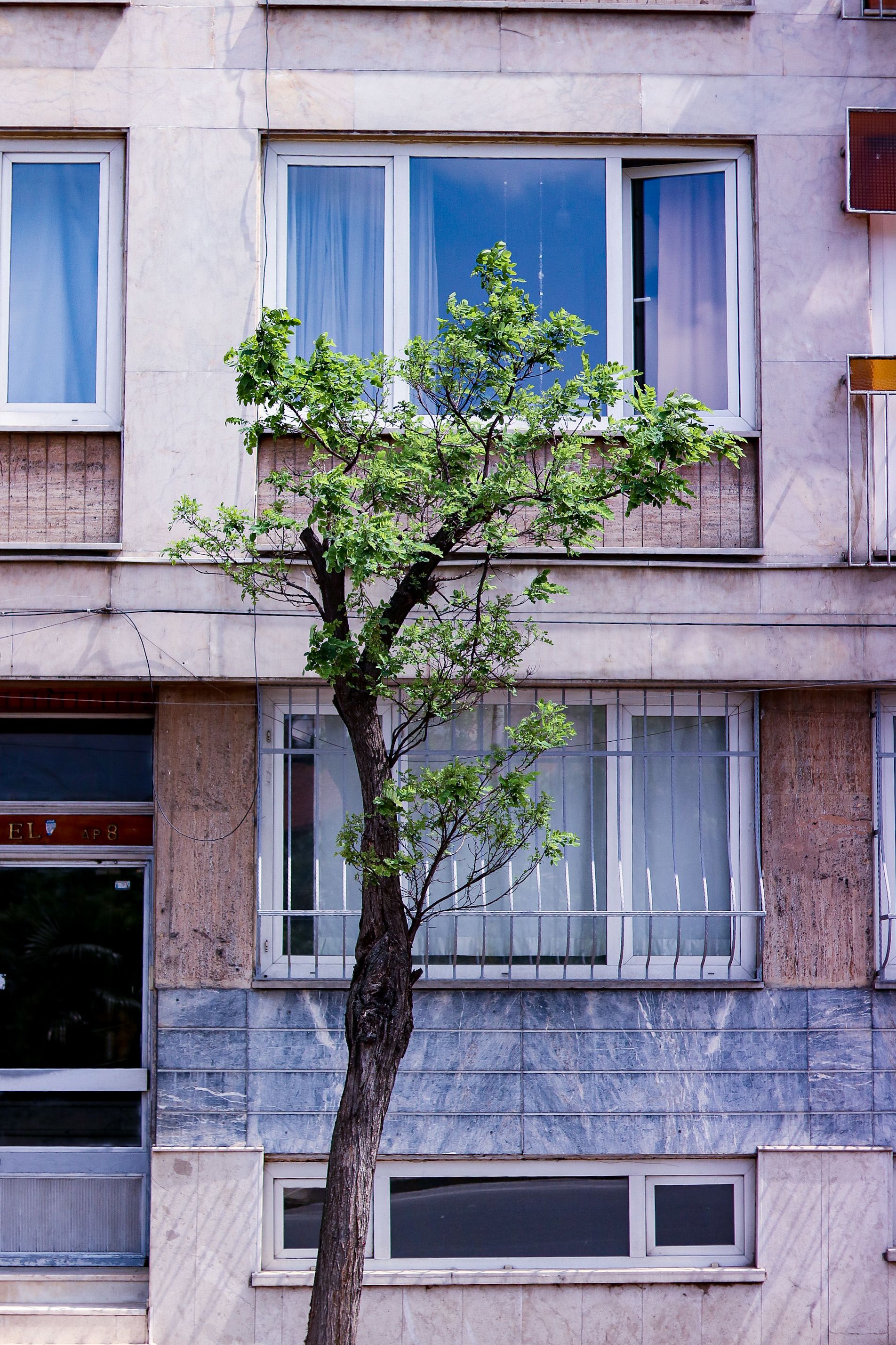 A Tree in front of a Residential Building in City · Free Stock Photo