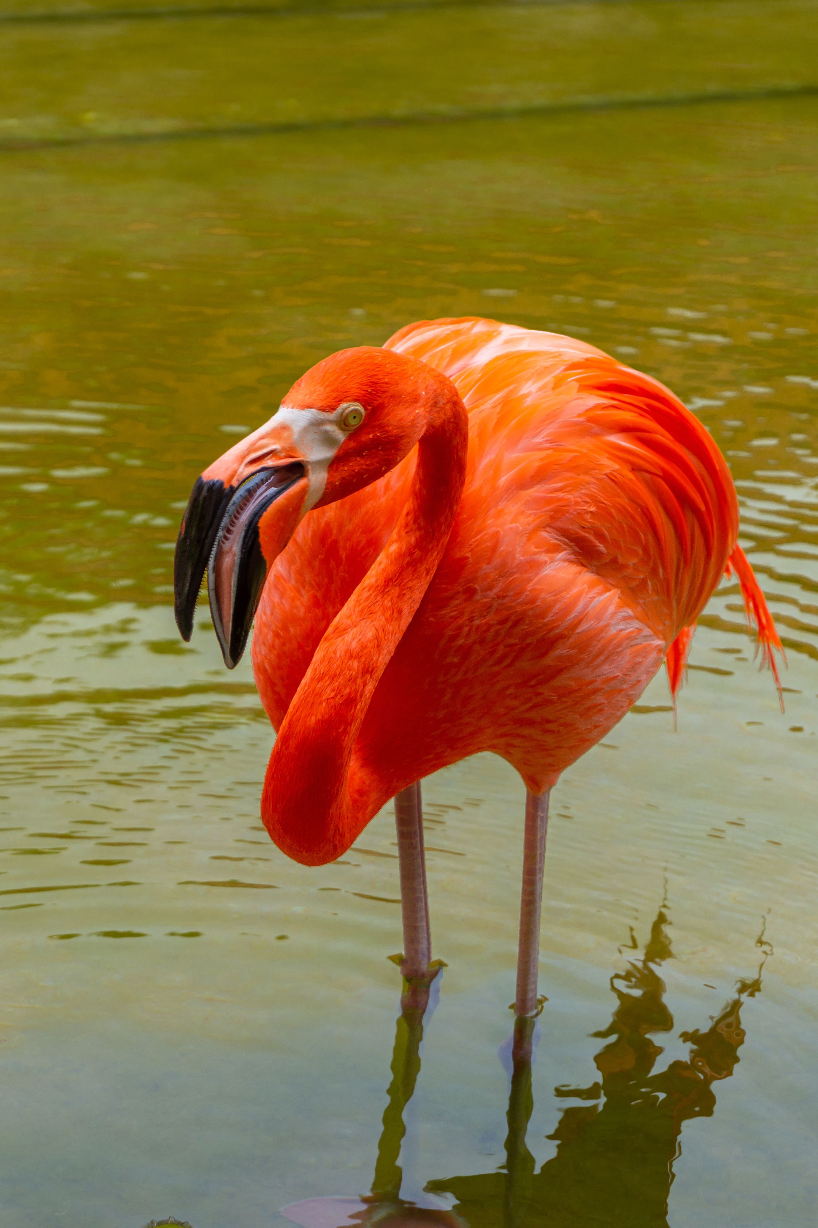 Flamingo Drinking Water · Free Stock Photo