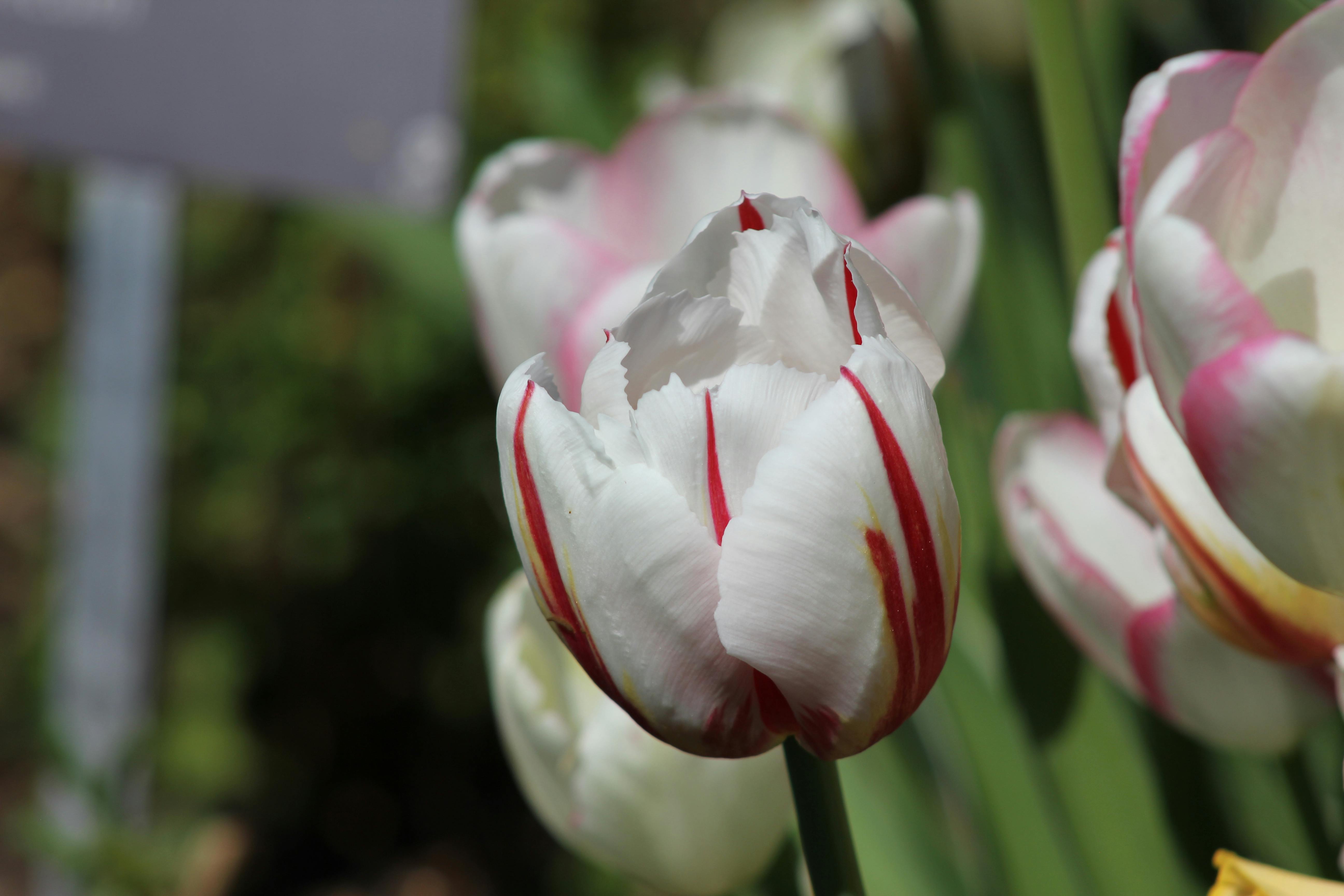 alex ohan - Photographie