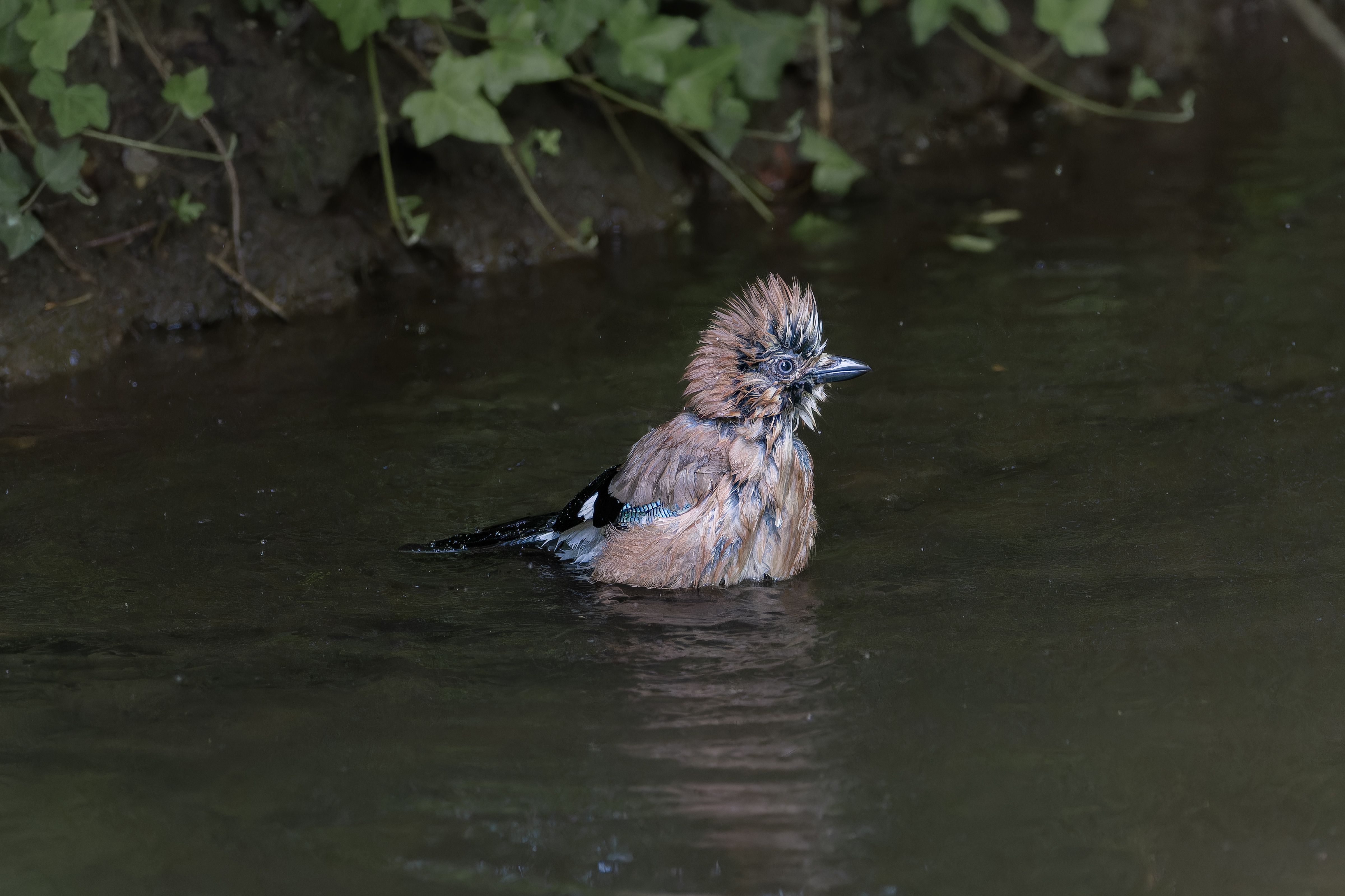 Eurasian Jay in Water · Free Stock Photo