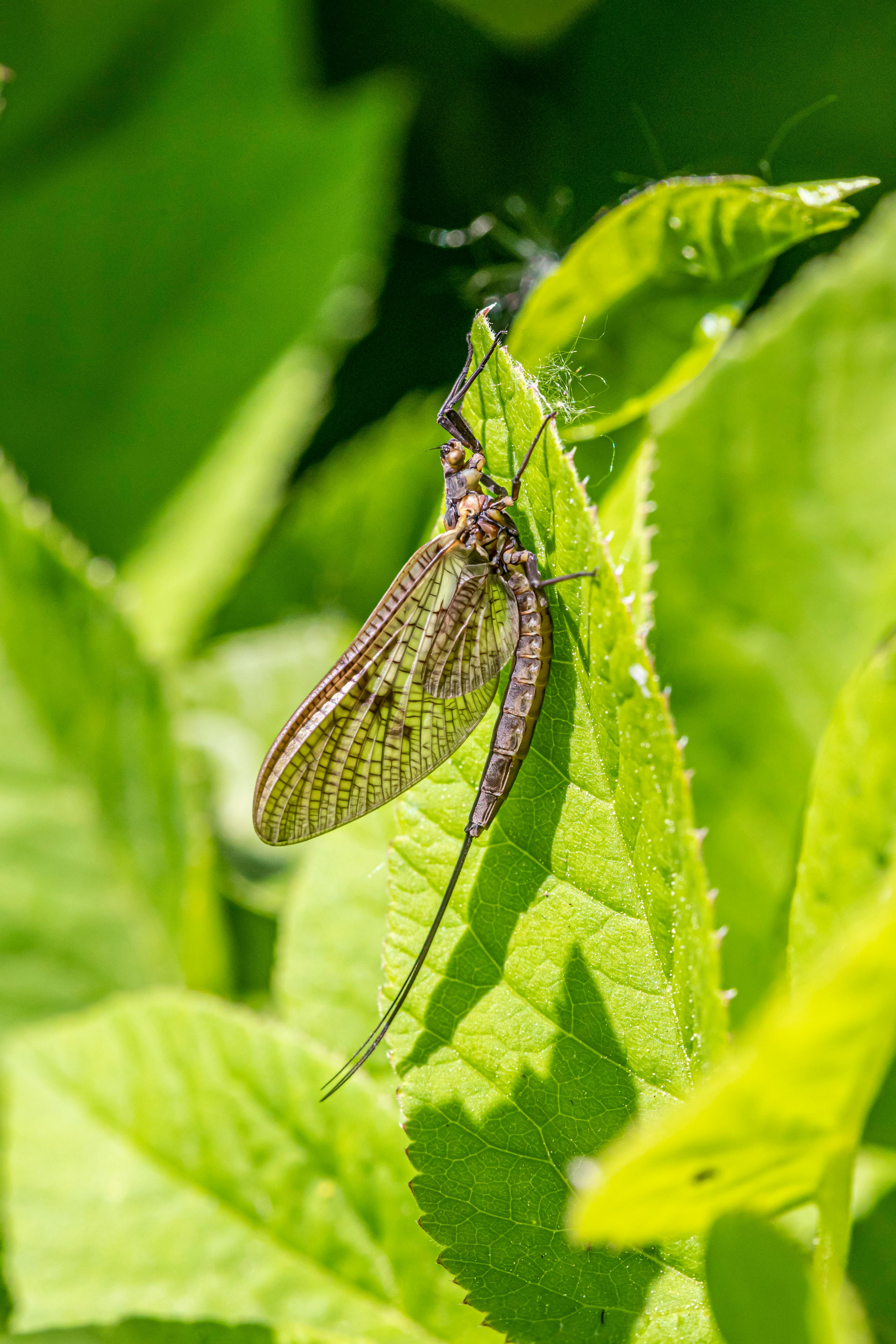 A small insect sitting on top of a leaf · Free Stock Photo
