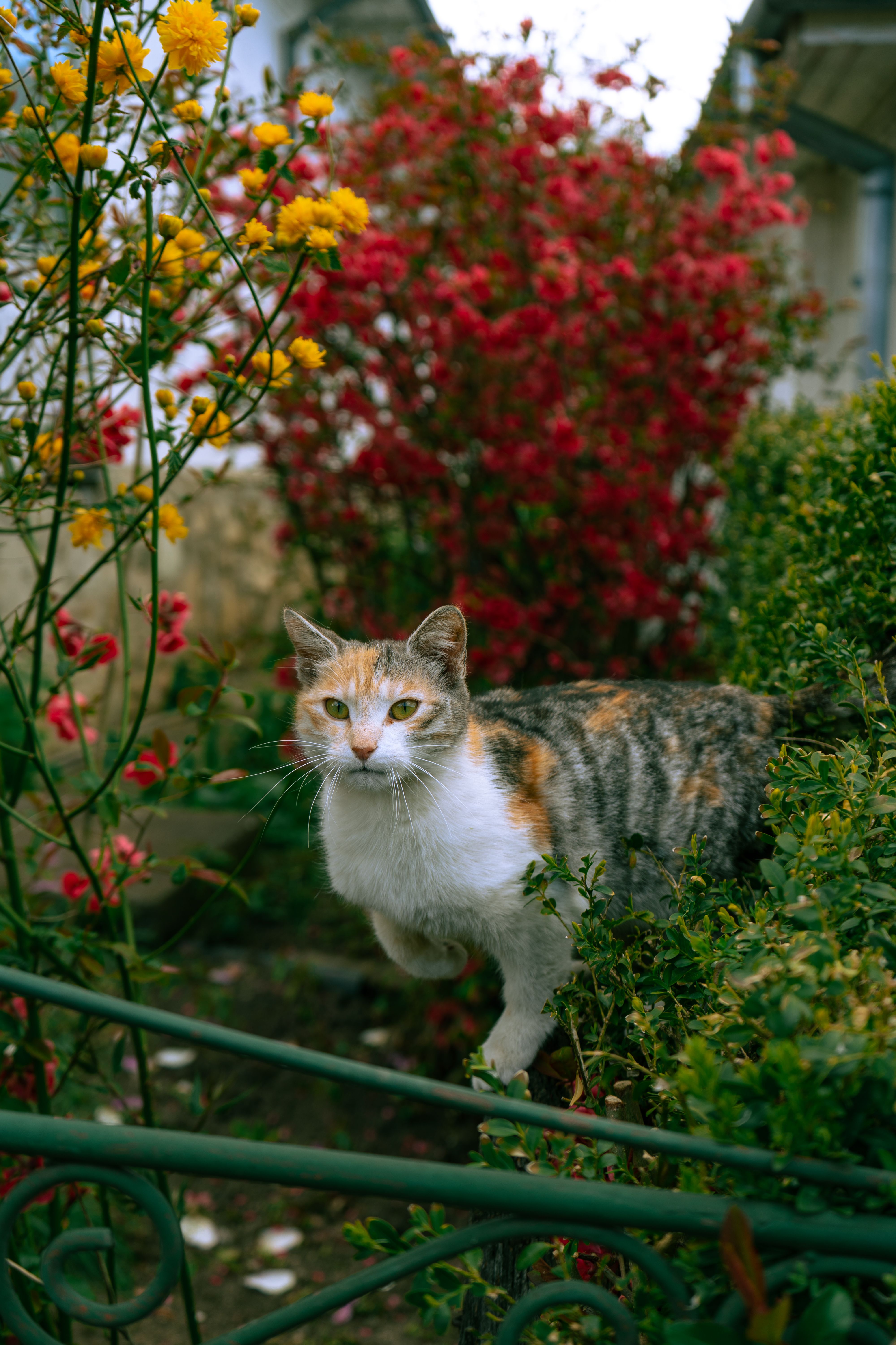 Foto de stock gratuita sobre animal, flores, gato, jardín, jardín de ...
