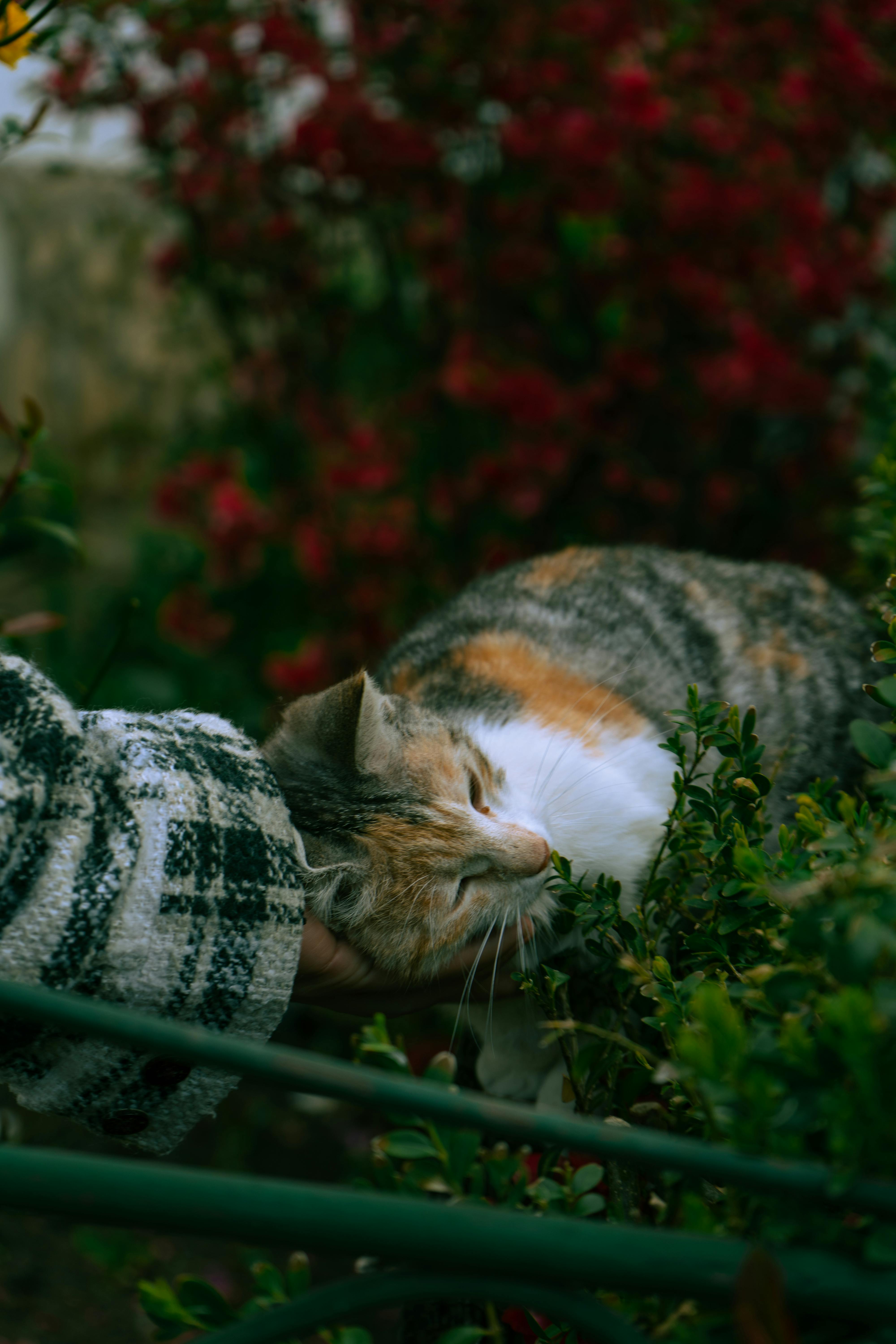 Hand Touching Cat · Free Stock Photo