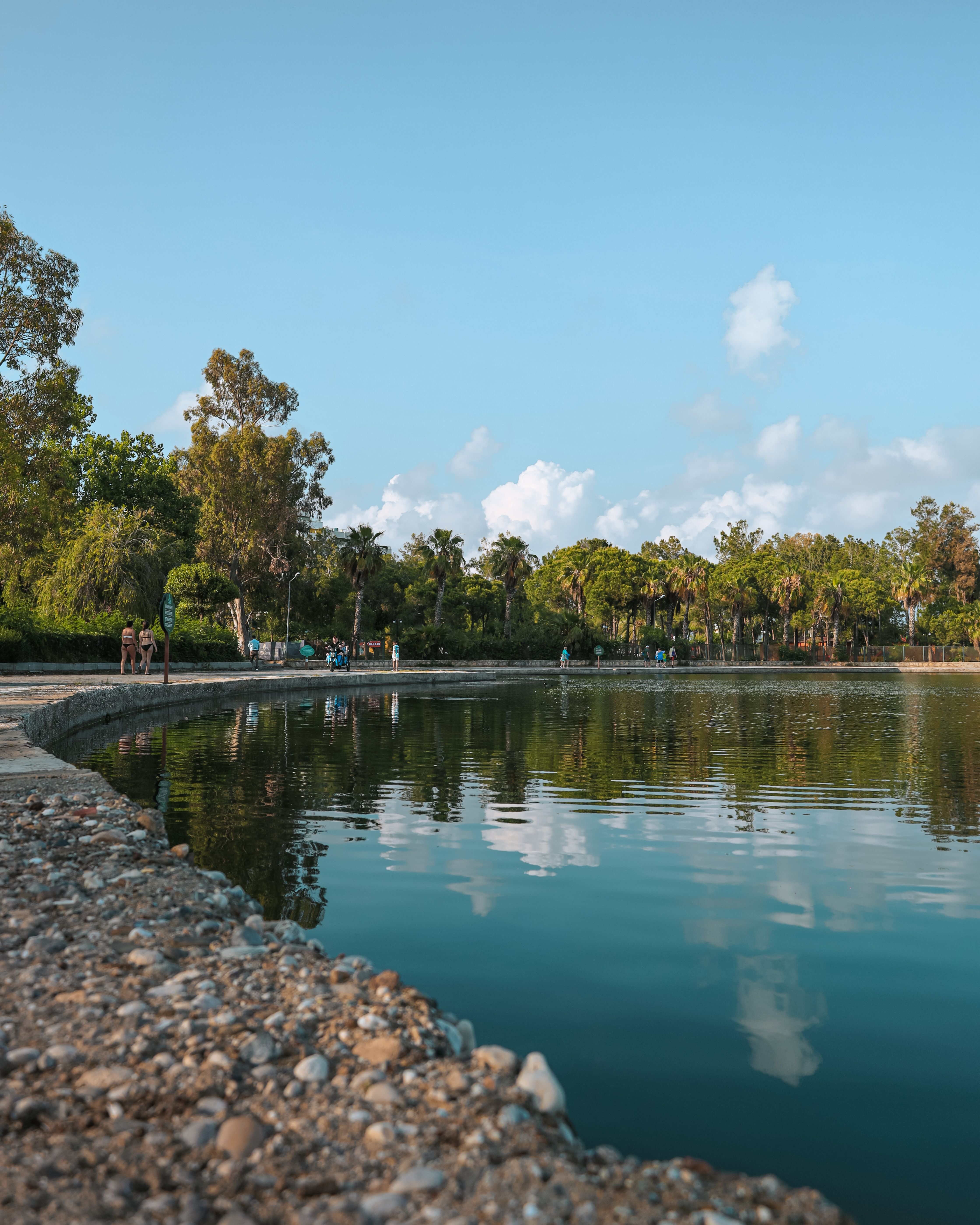 Scenic View of a Pond and Palm Trees in a Park · Free Stock Photo