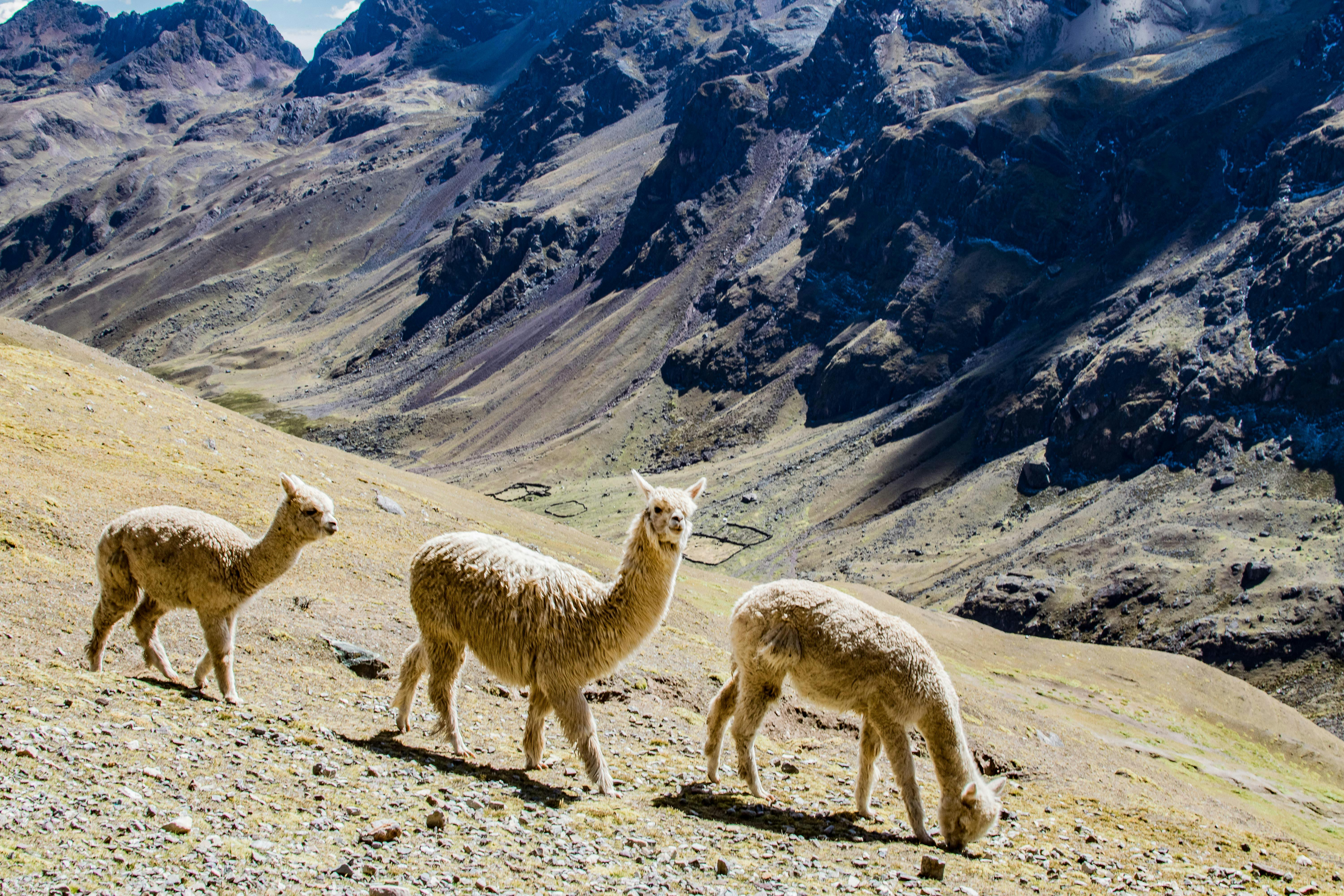 los Andes Peruanos · Free Stock Photo