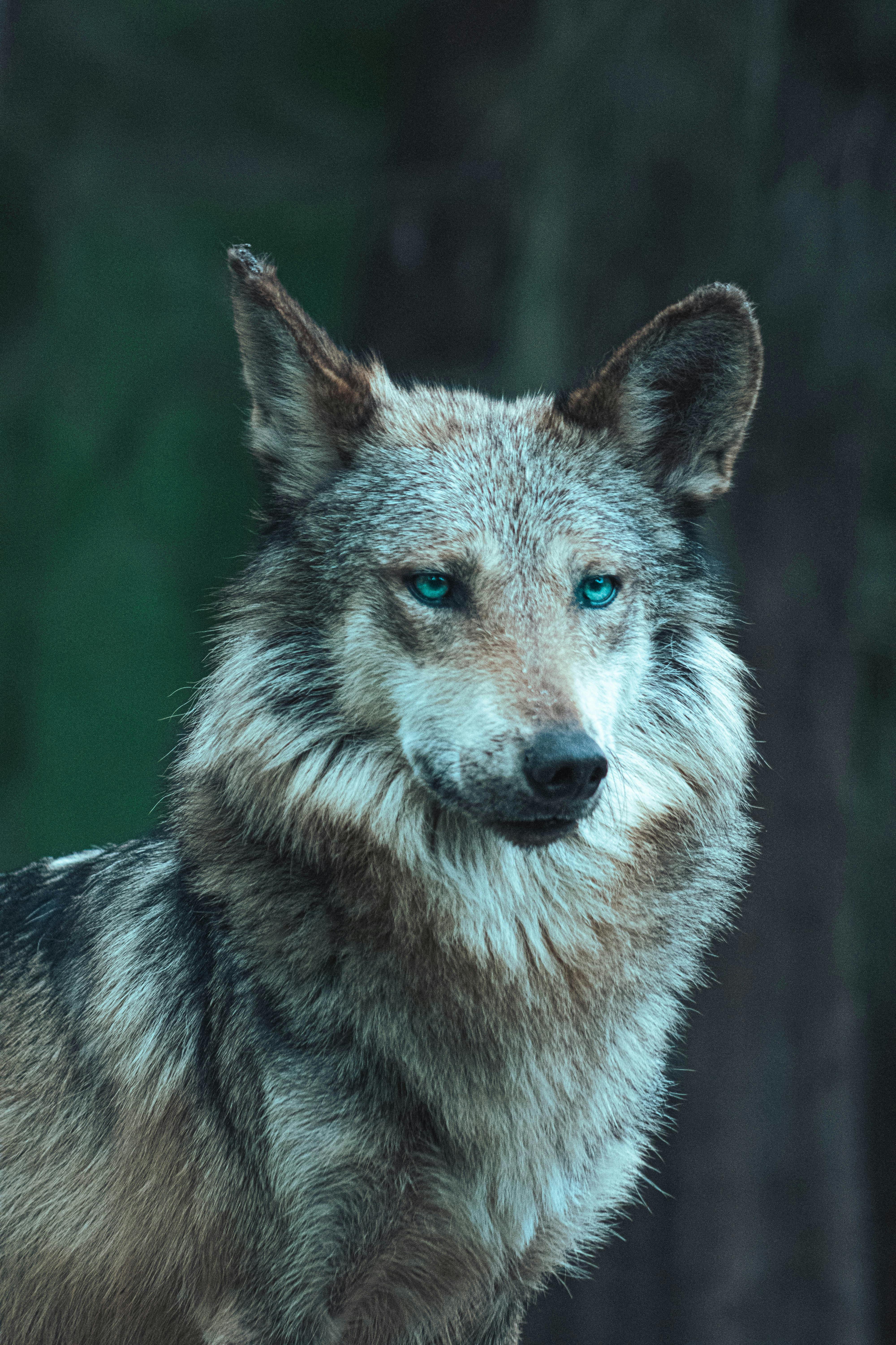Close-up of a Wolf in a Forest · Free Stock Photo