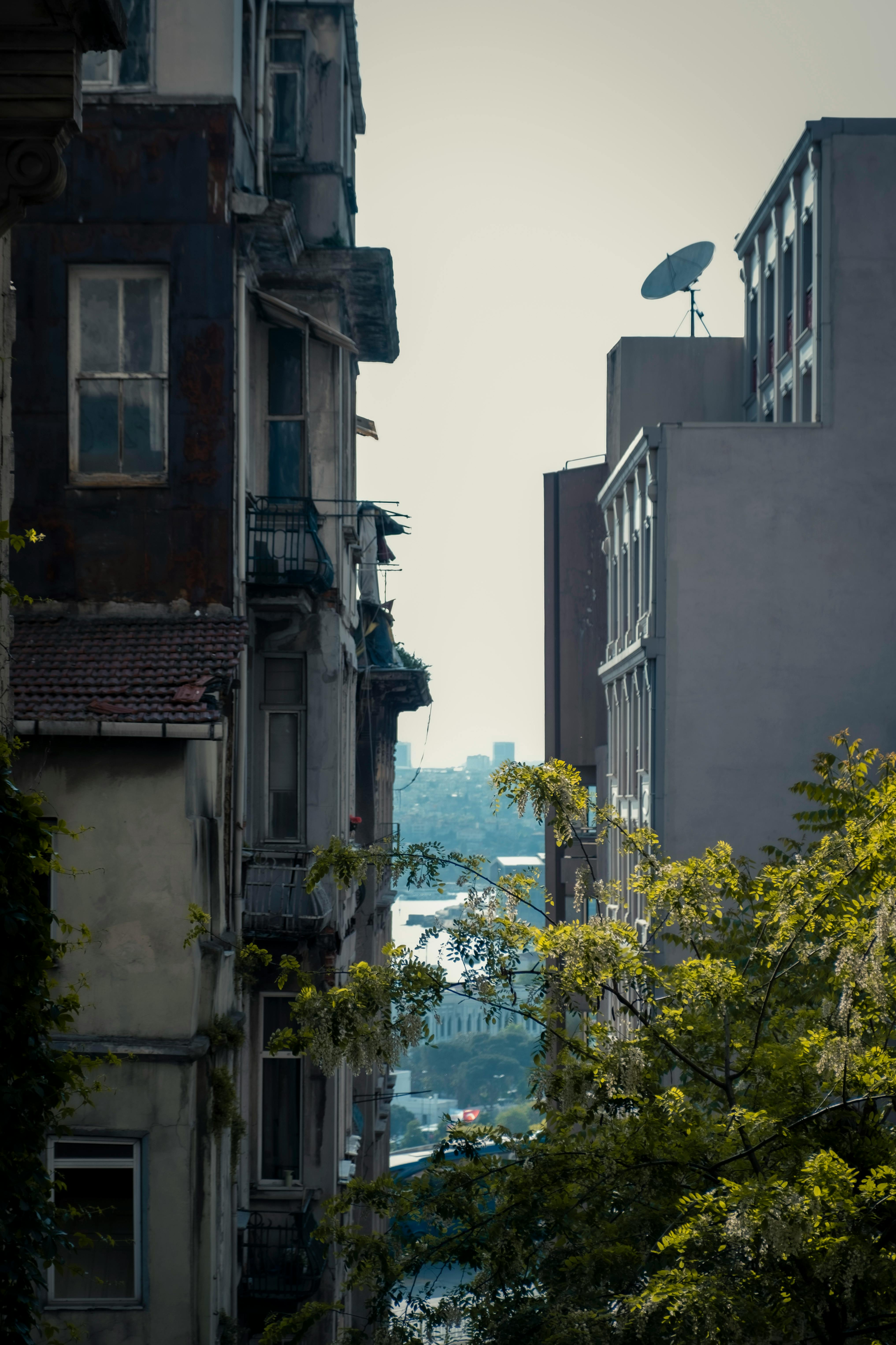 Tree near Buildings with Apartments · Free Stock Photo
