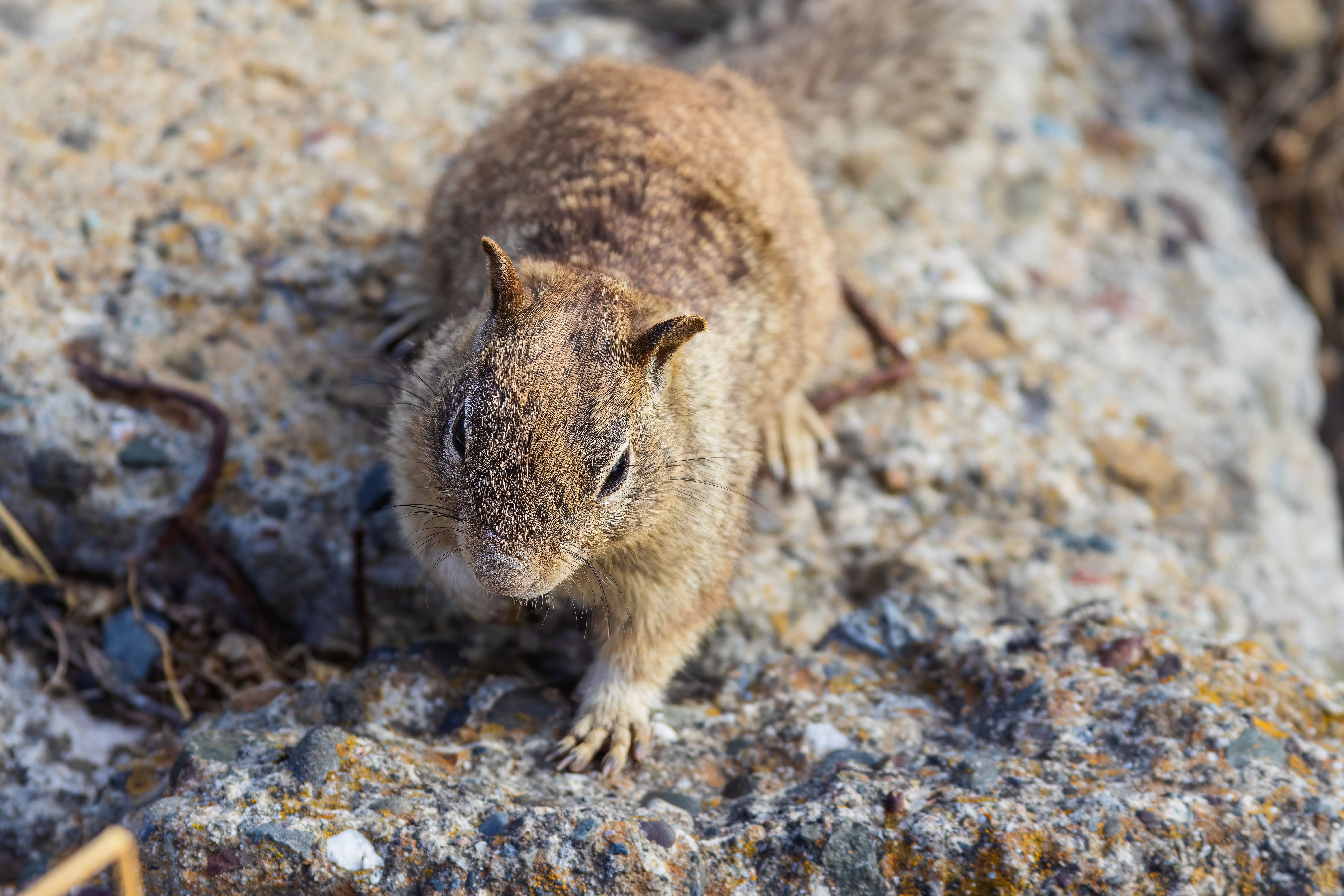 Close-up of a Rock Squirrel · Free Stock Photo
