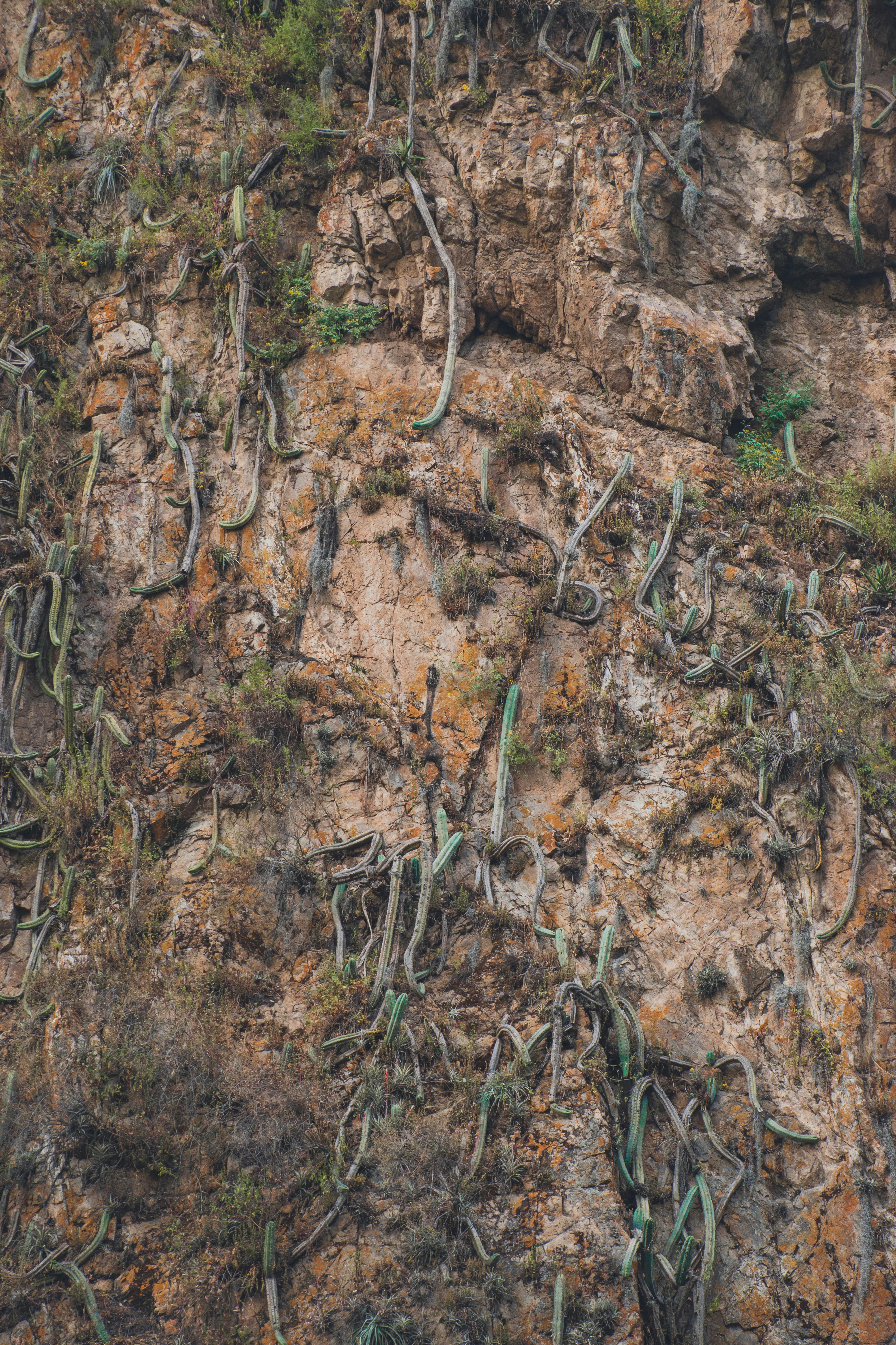 Trees Roots on Rock · Free Stock Photo