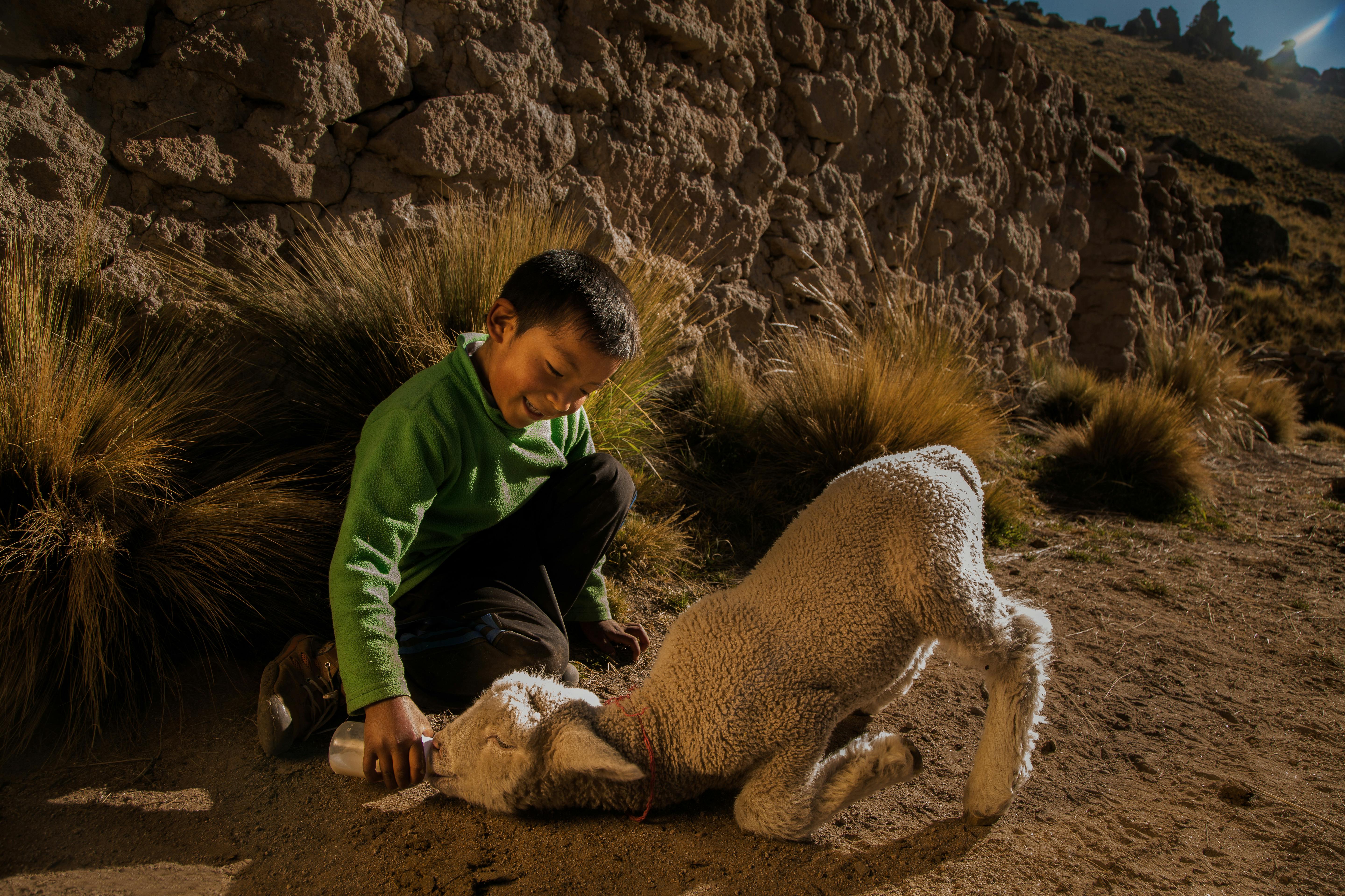 Lamb Beast Photos, Download The BEST Free Lamb Beast Stock Photos & HD ...