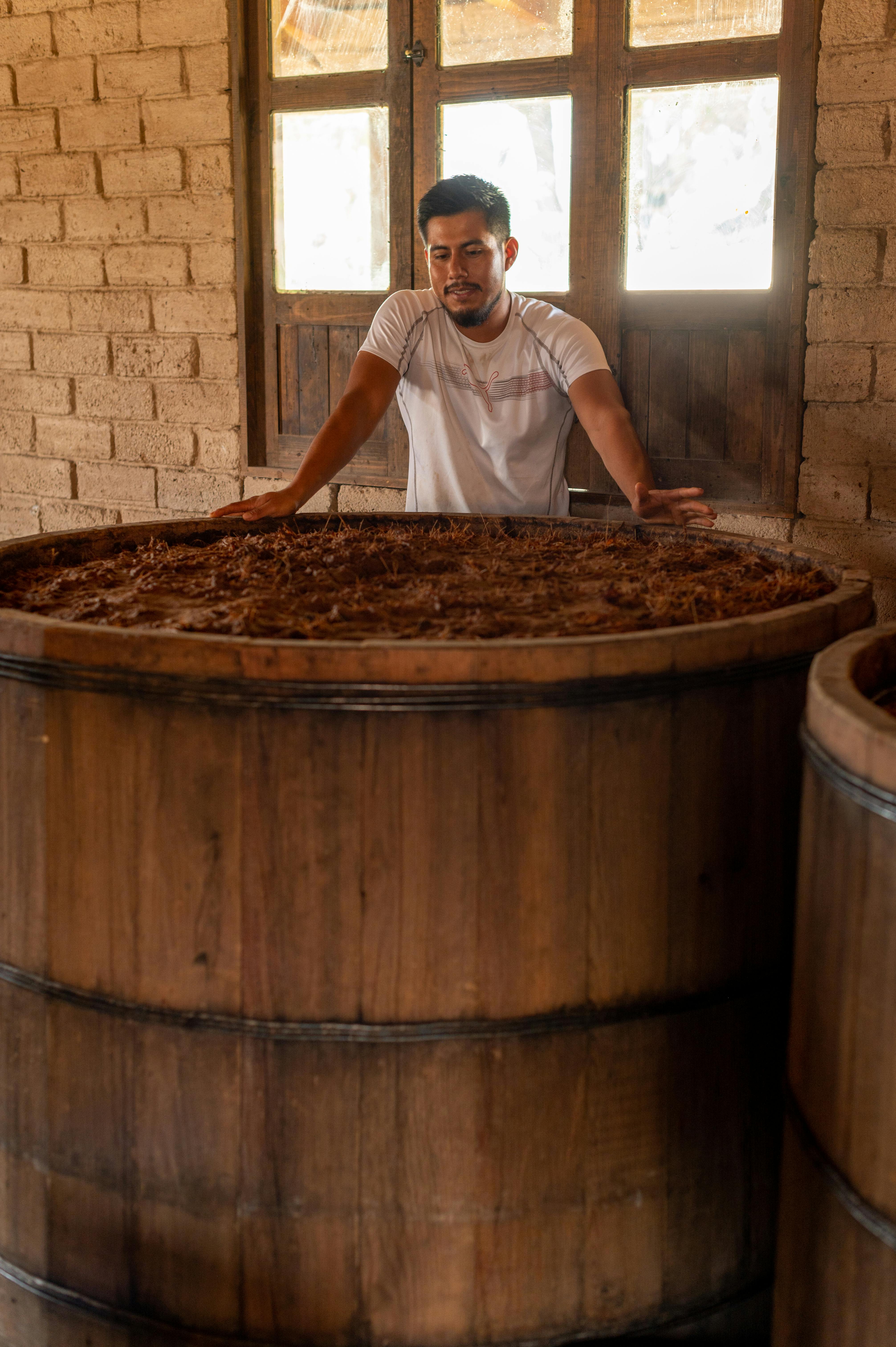 Foto de stock gratuita sobre agave, alcohol, américa del norte ...