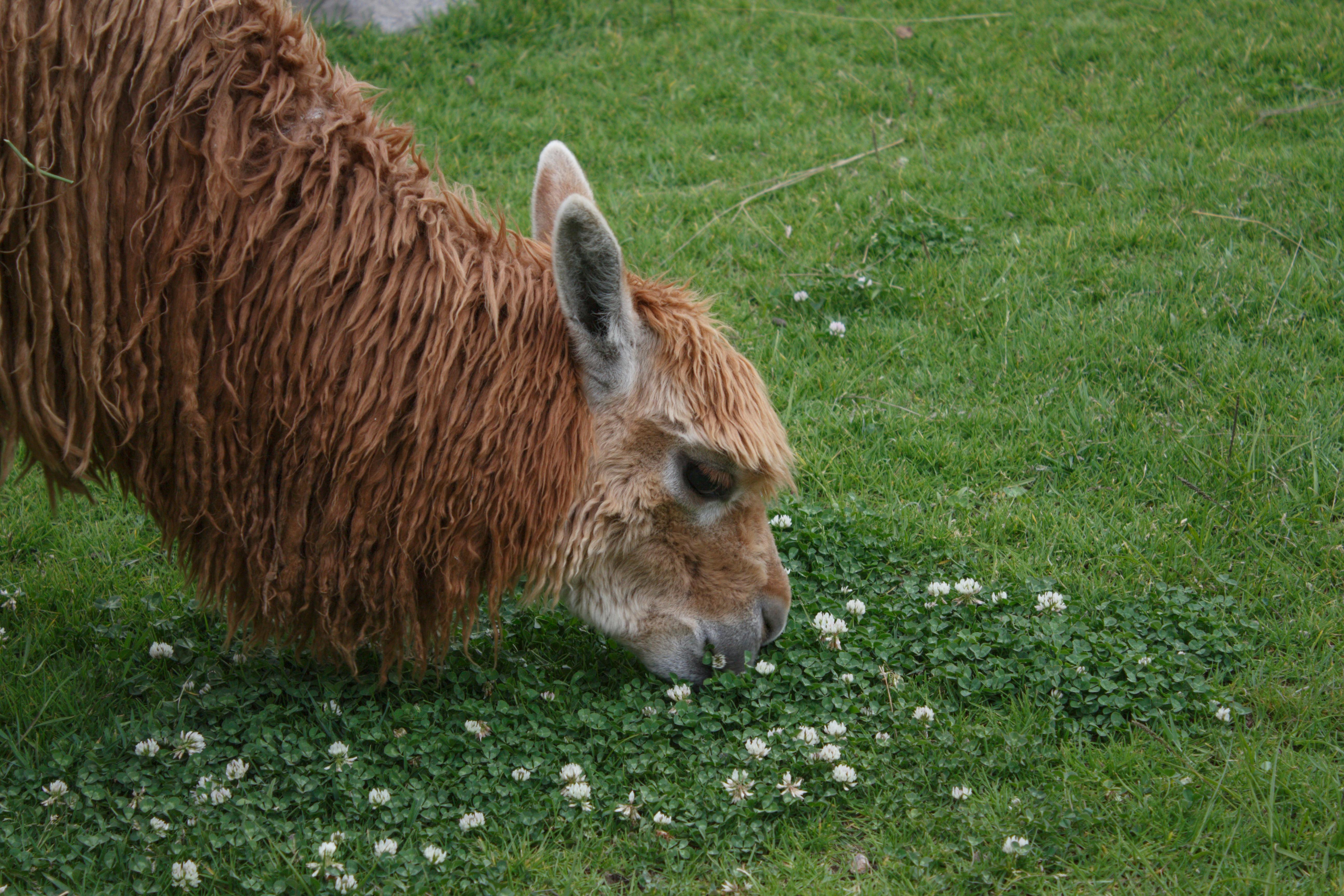 Close-up of an Alpaca Eating Grass · Free Stock Photo