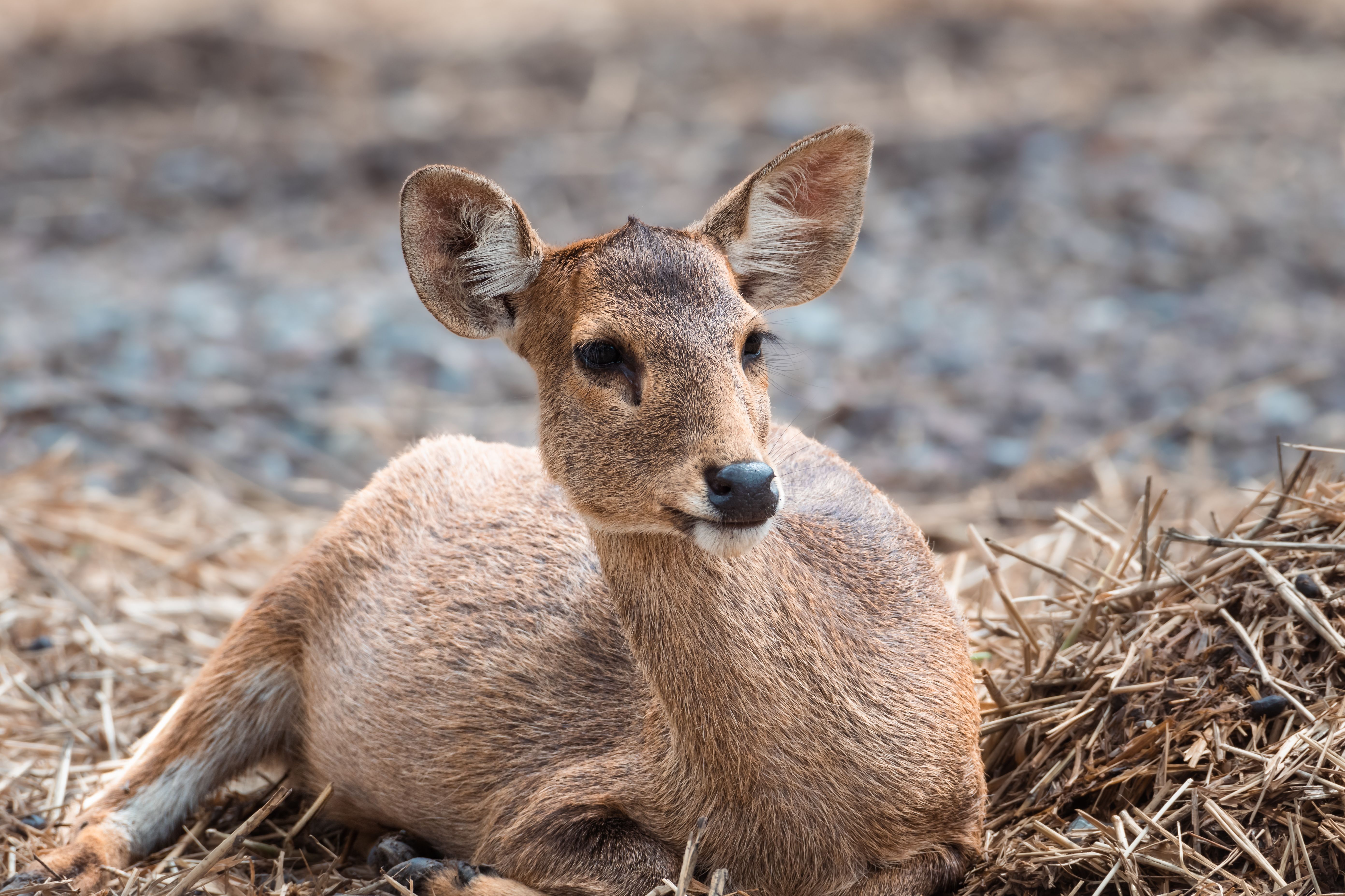 Deer Lying Down on Ground · Free Stock Photo