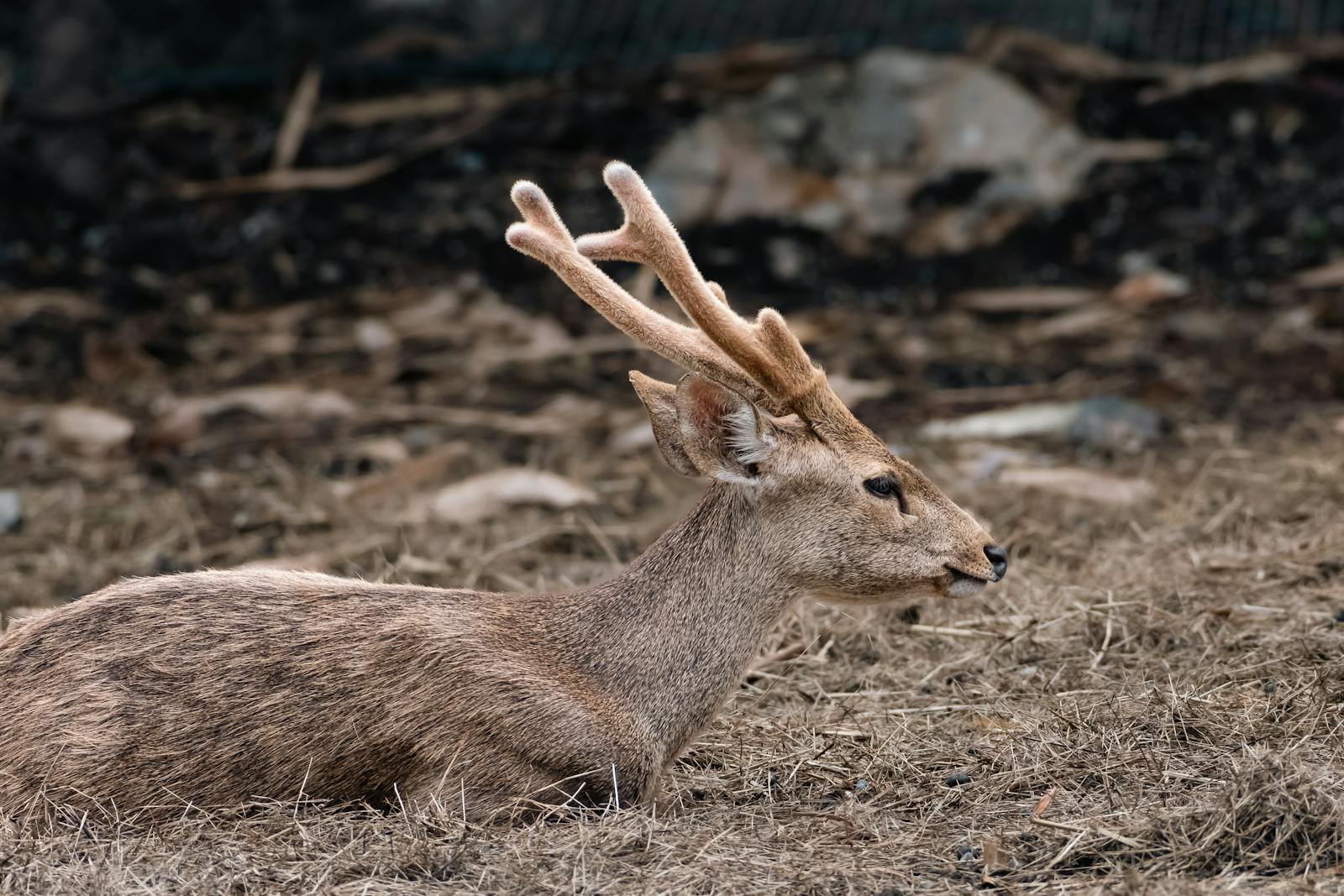 Grass Animation Photos, Download The BEST Free Grass Animation Stock ...