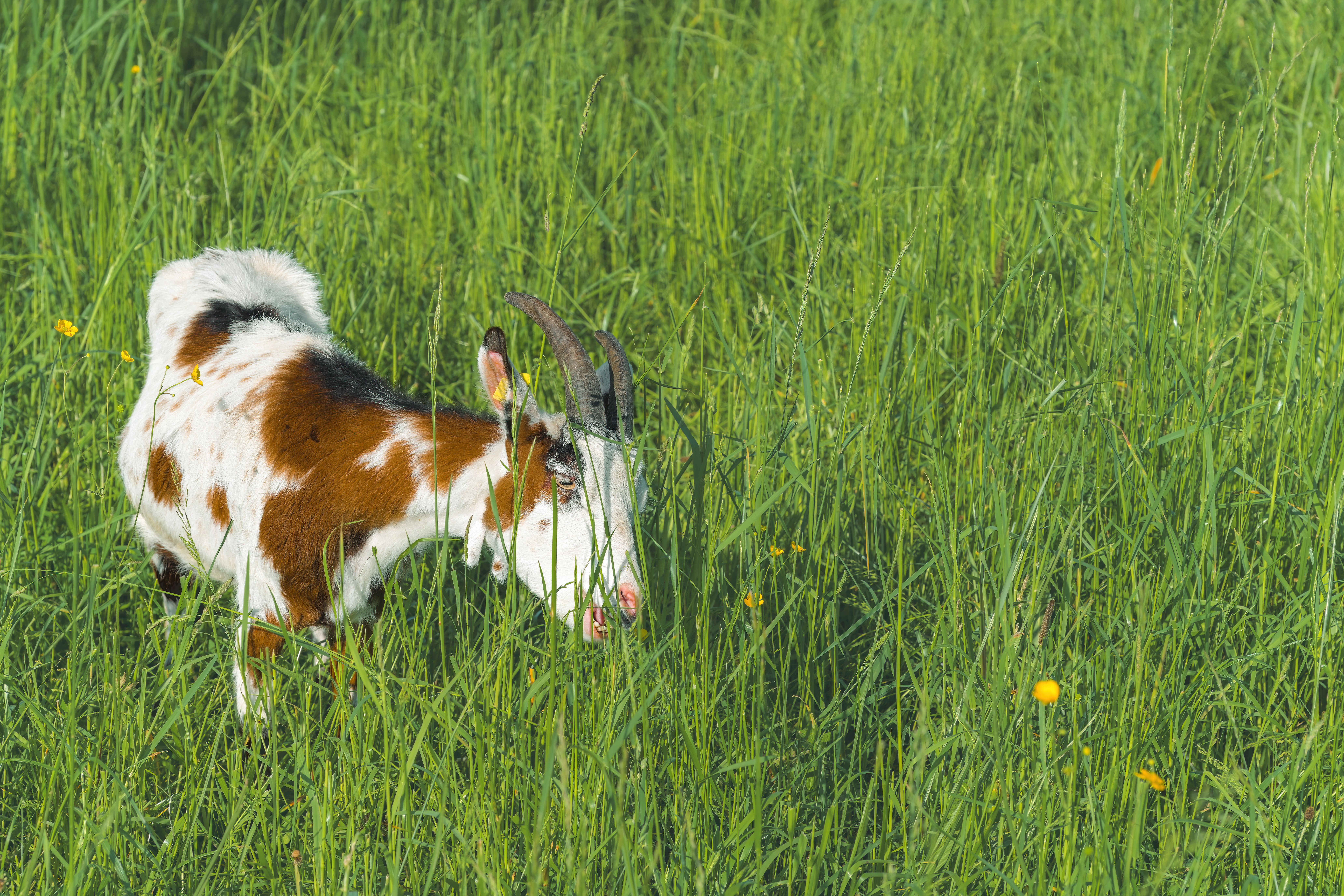Goat Eating Grass · Free Stock Photo