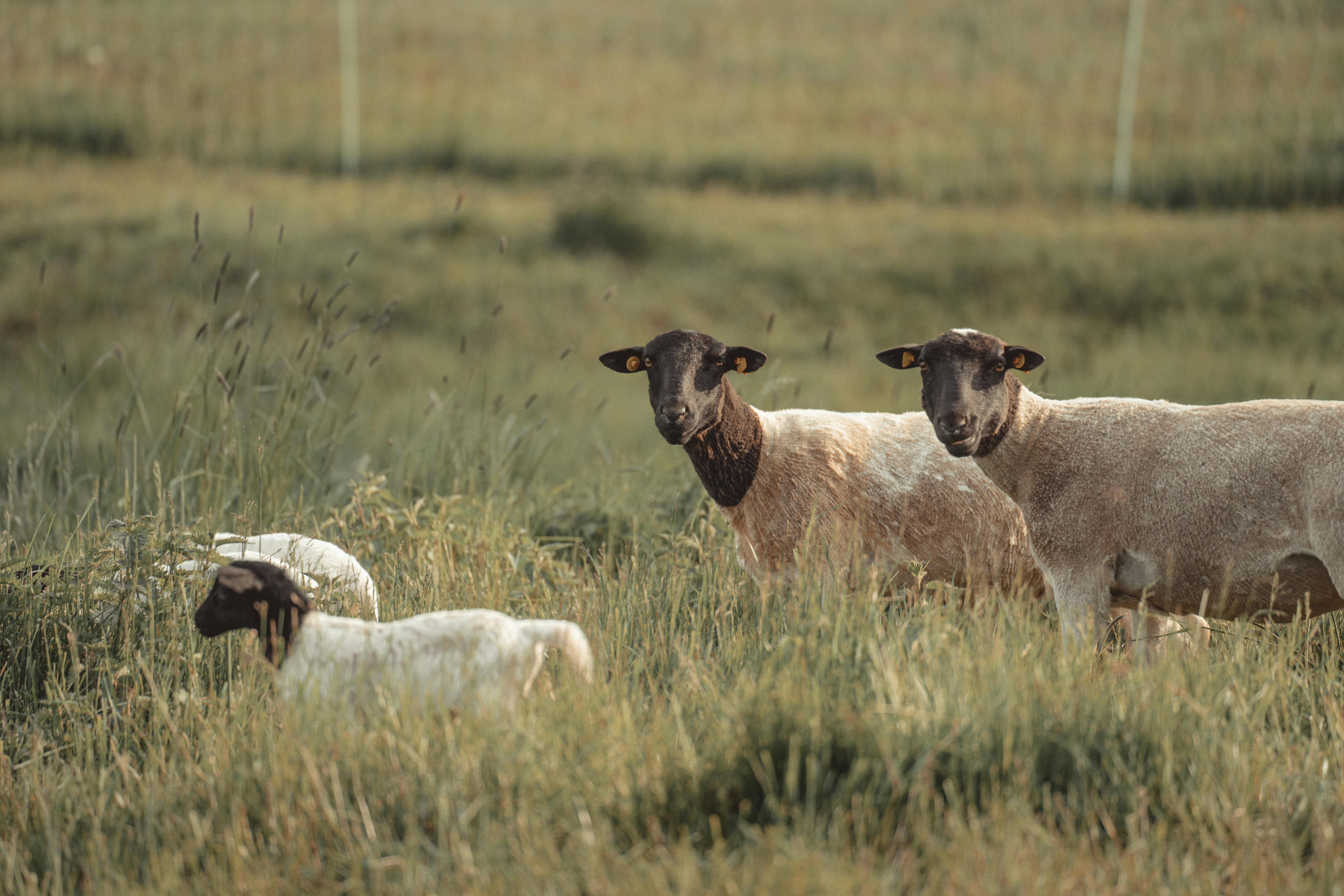 A group of sheep standing in a field · Free Stock Photo