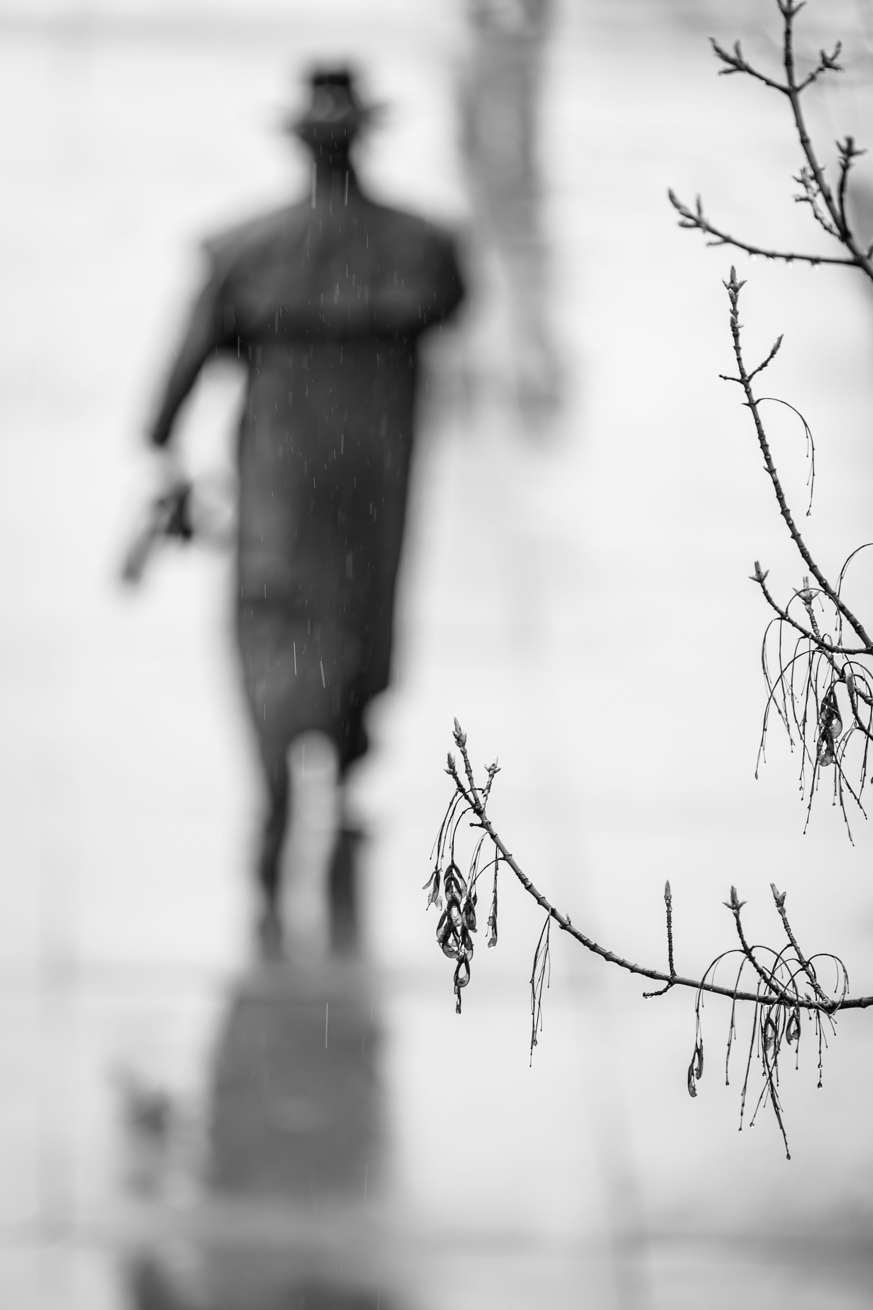 Branch and Man Walking · Free Stock Photo