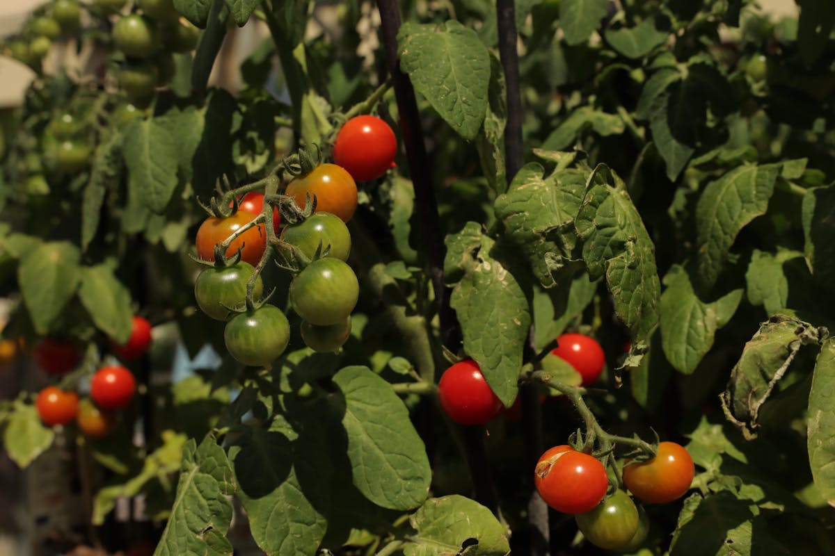 Australian Bush Tomatoes Photos, Download The BEST Free Australian Bush ...