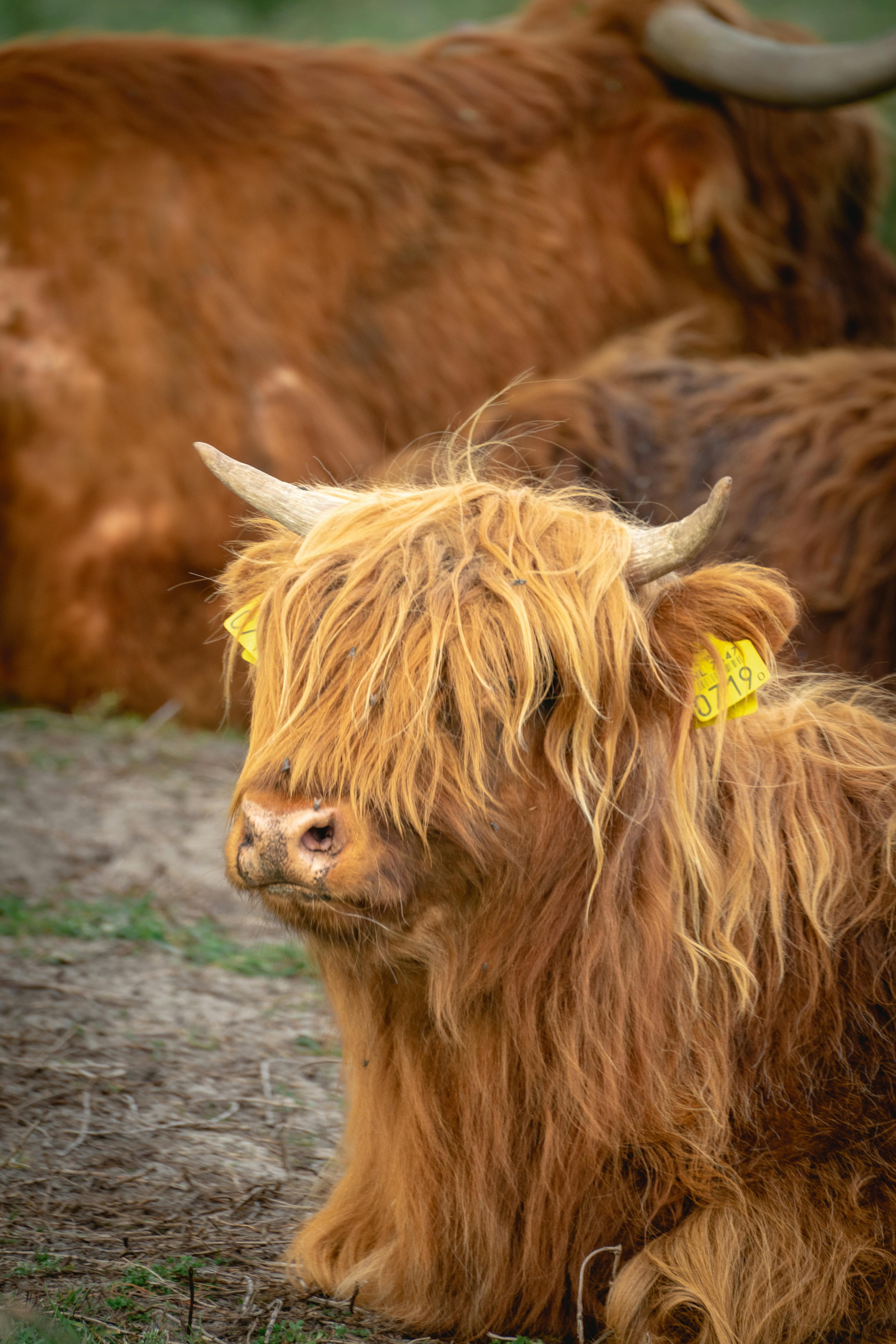 Gratis stockfoto van agricultural, agriculture, animal, animals, beef ...