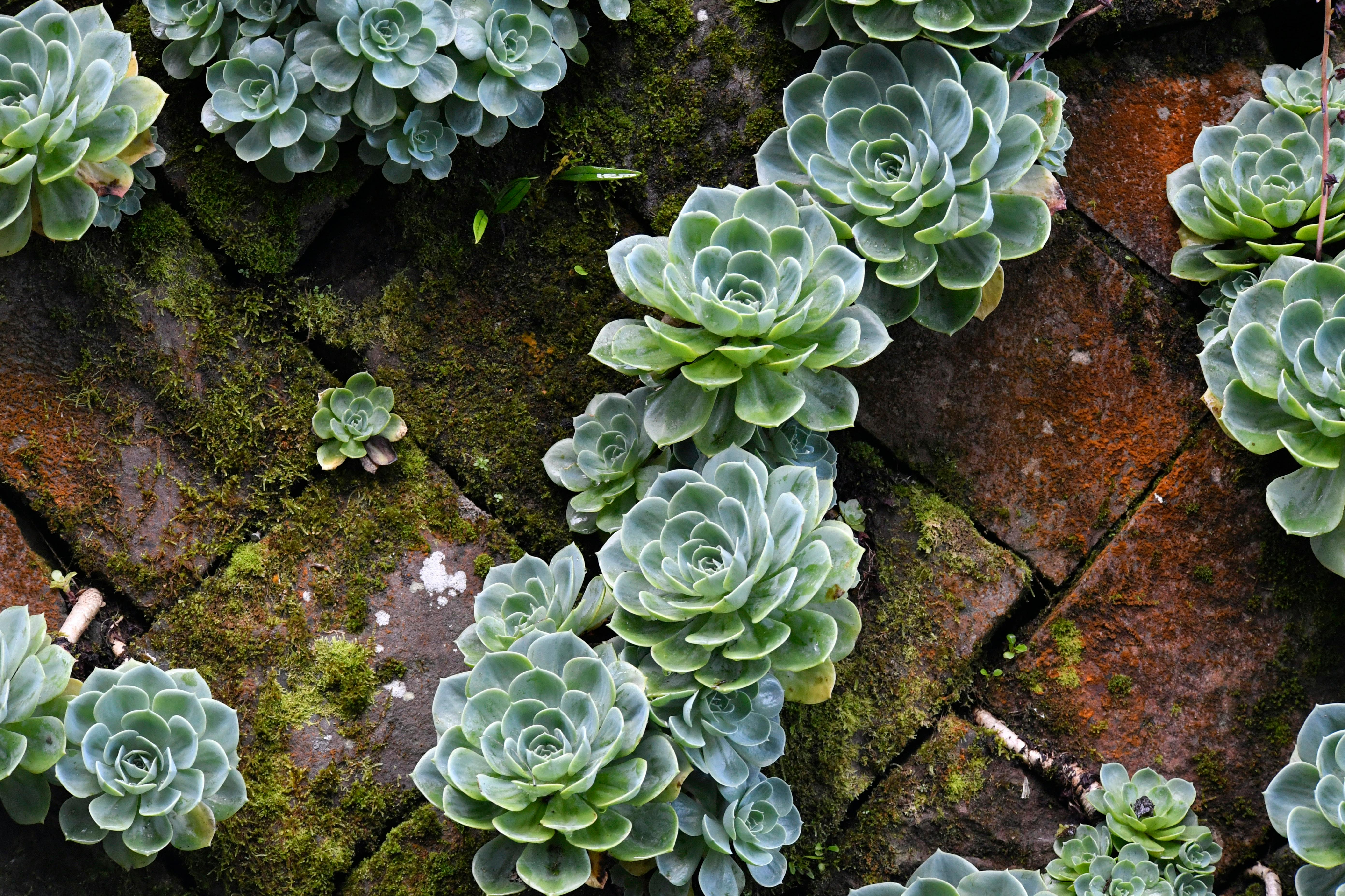 Close up of Plants on Pavement · Free Stock Photo