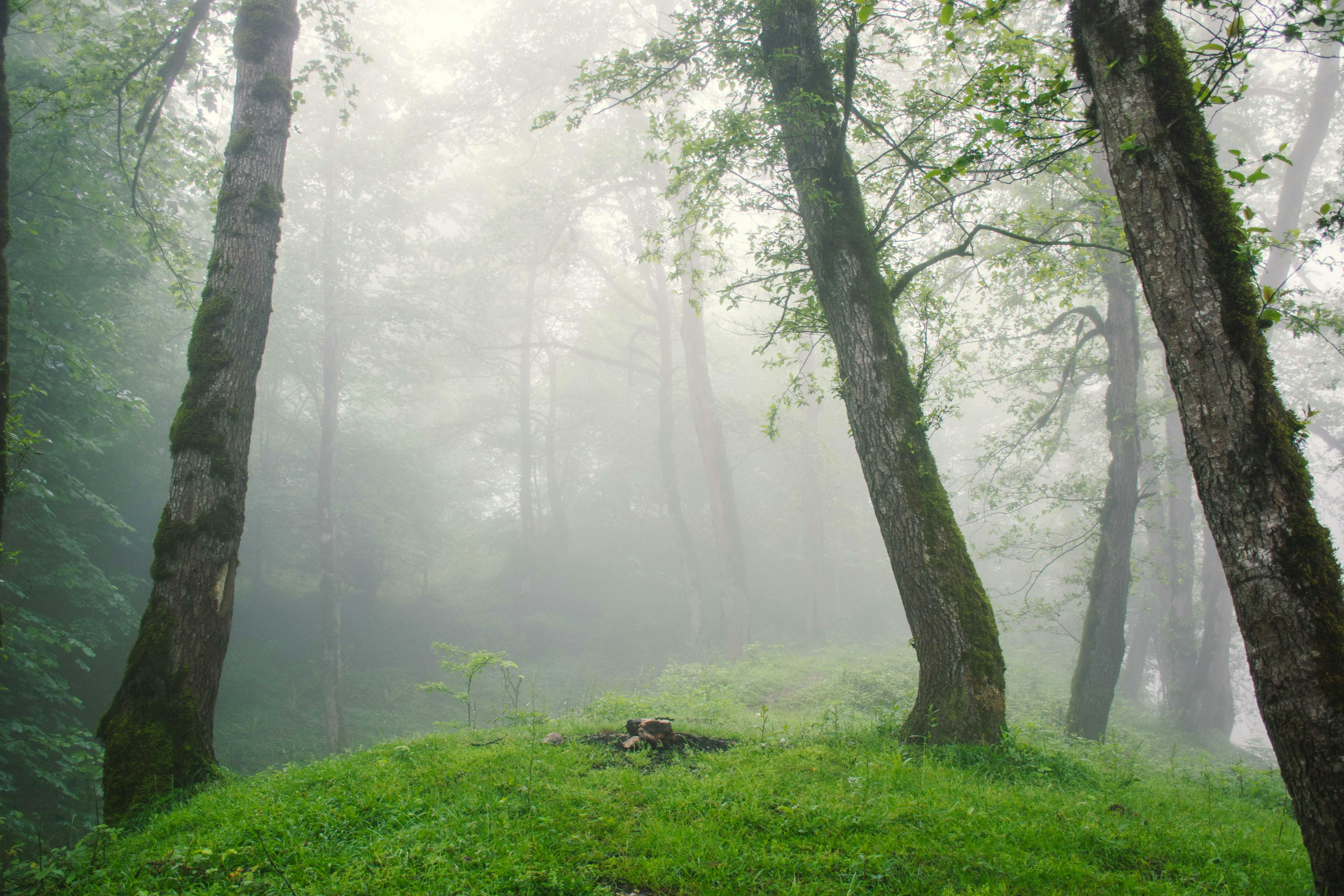Fog among Trees in Forest · Free Stock Photo