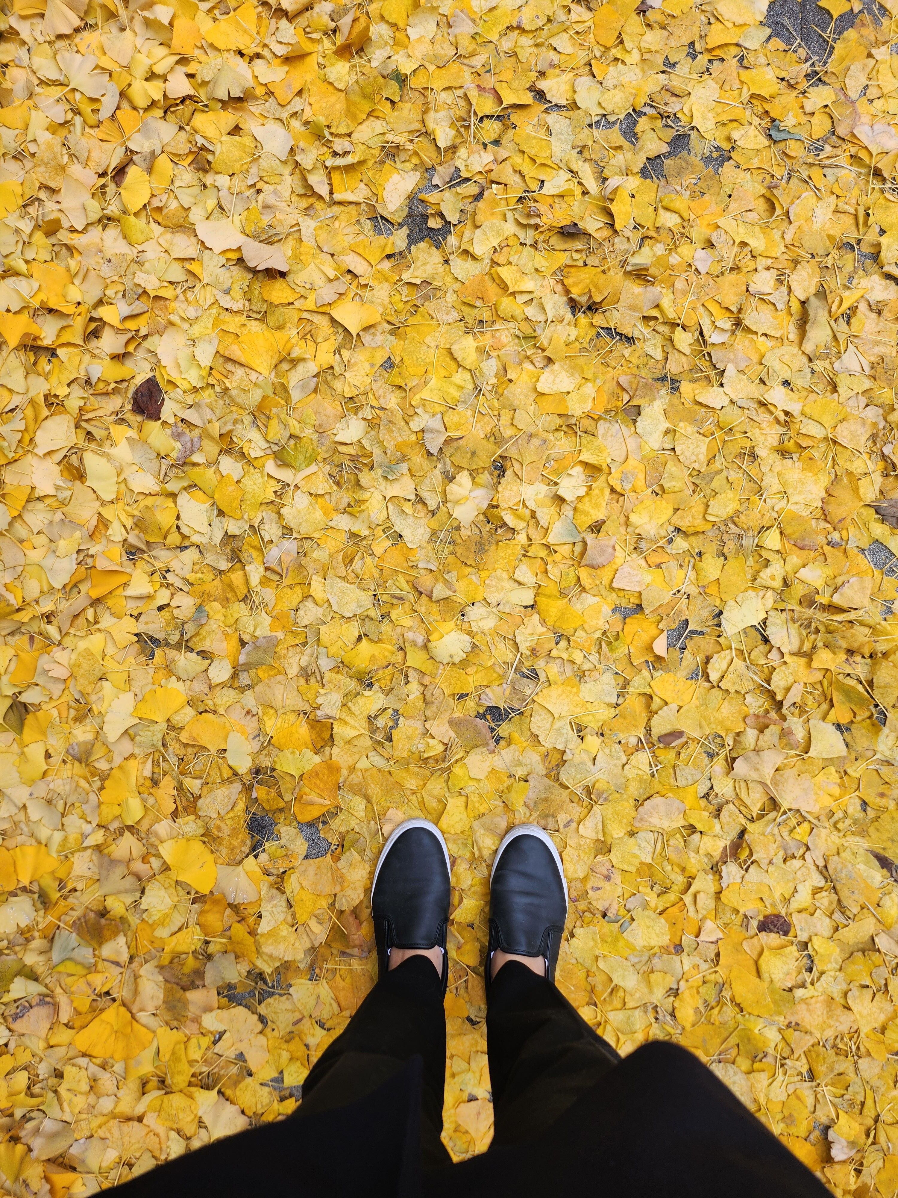 Leaf under Legs of Standing Person · Free Stock Photo