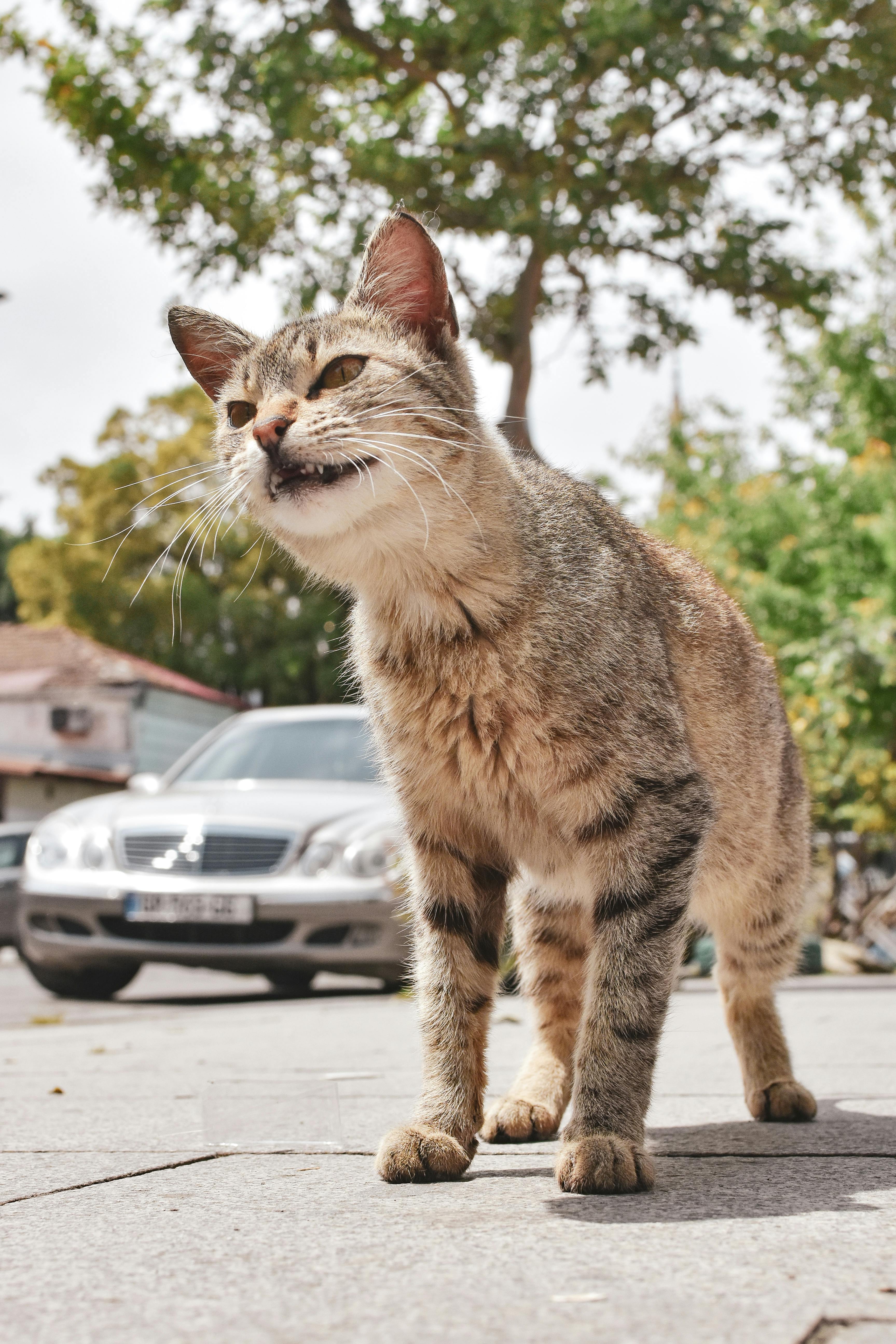 Cute Cat Walking on Ground on Street · Free Stock Photo