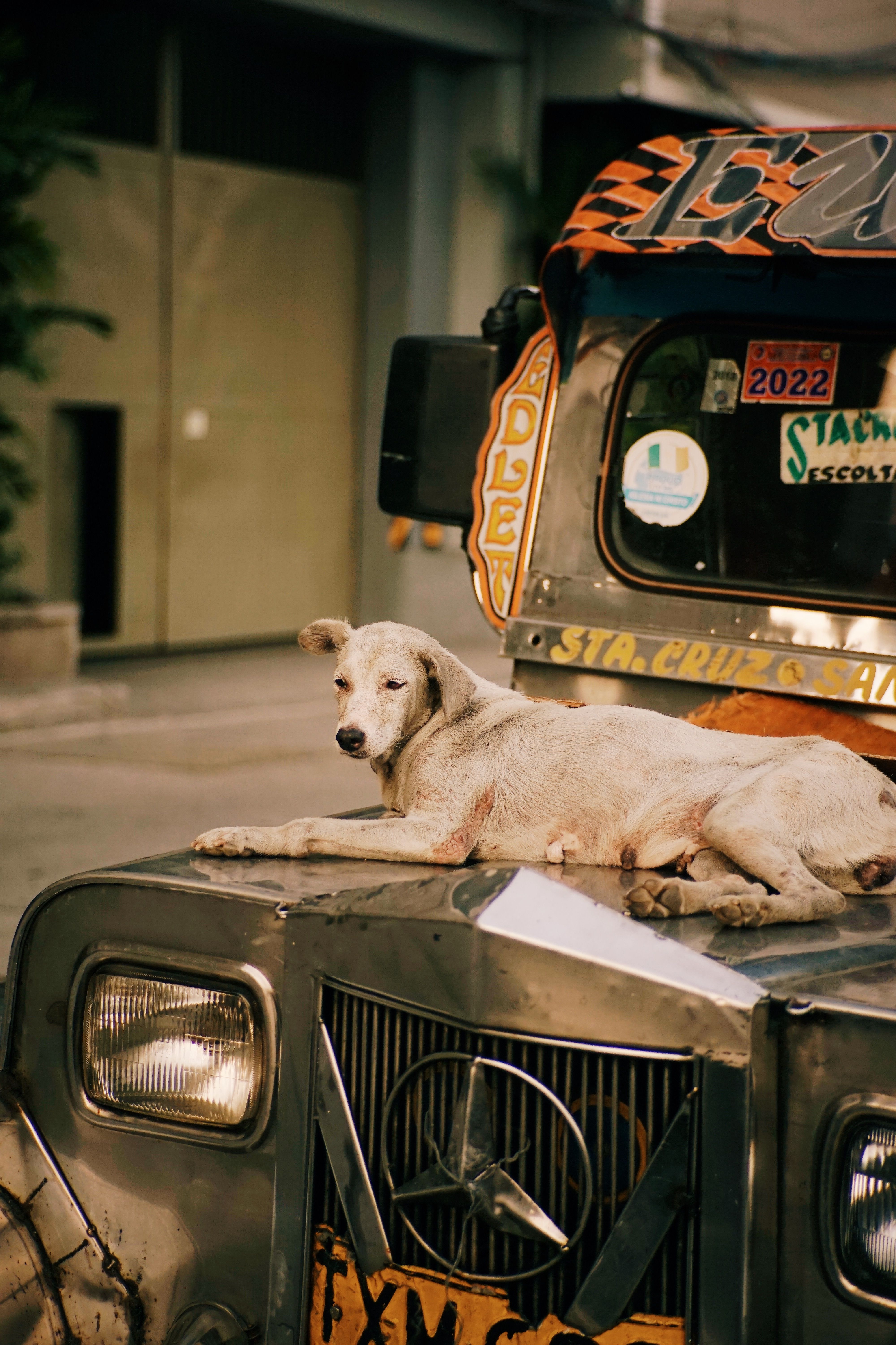 Jeep Philippines Jeepney Photos, Download The BEST Free Jeep ...