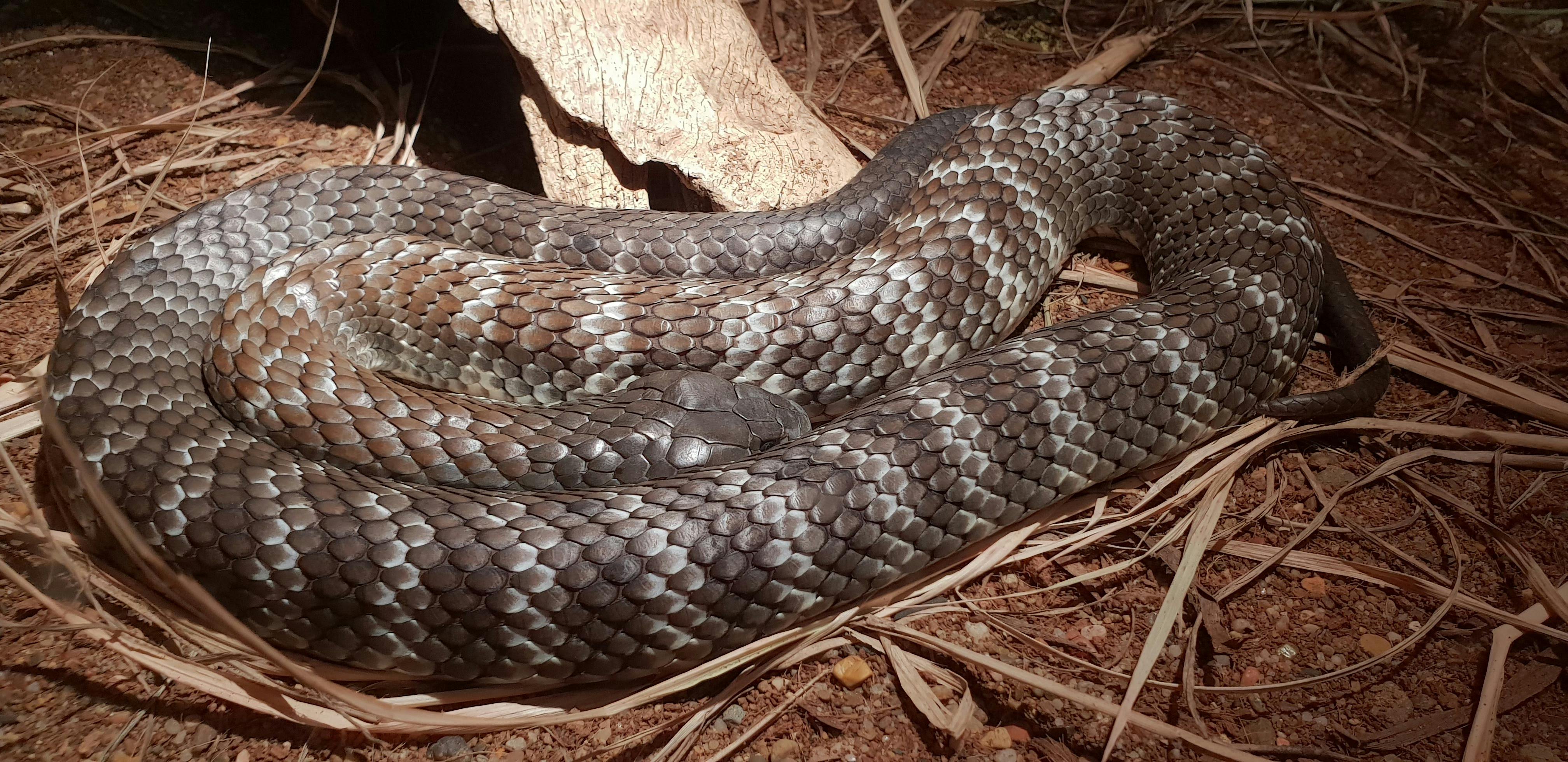 Viper on a Ground · Free Stock Photo