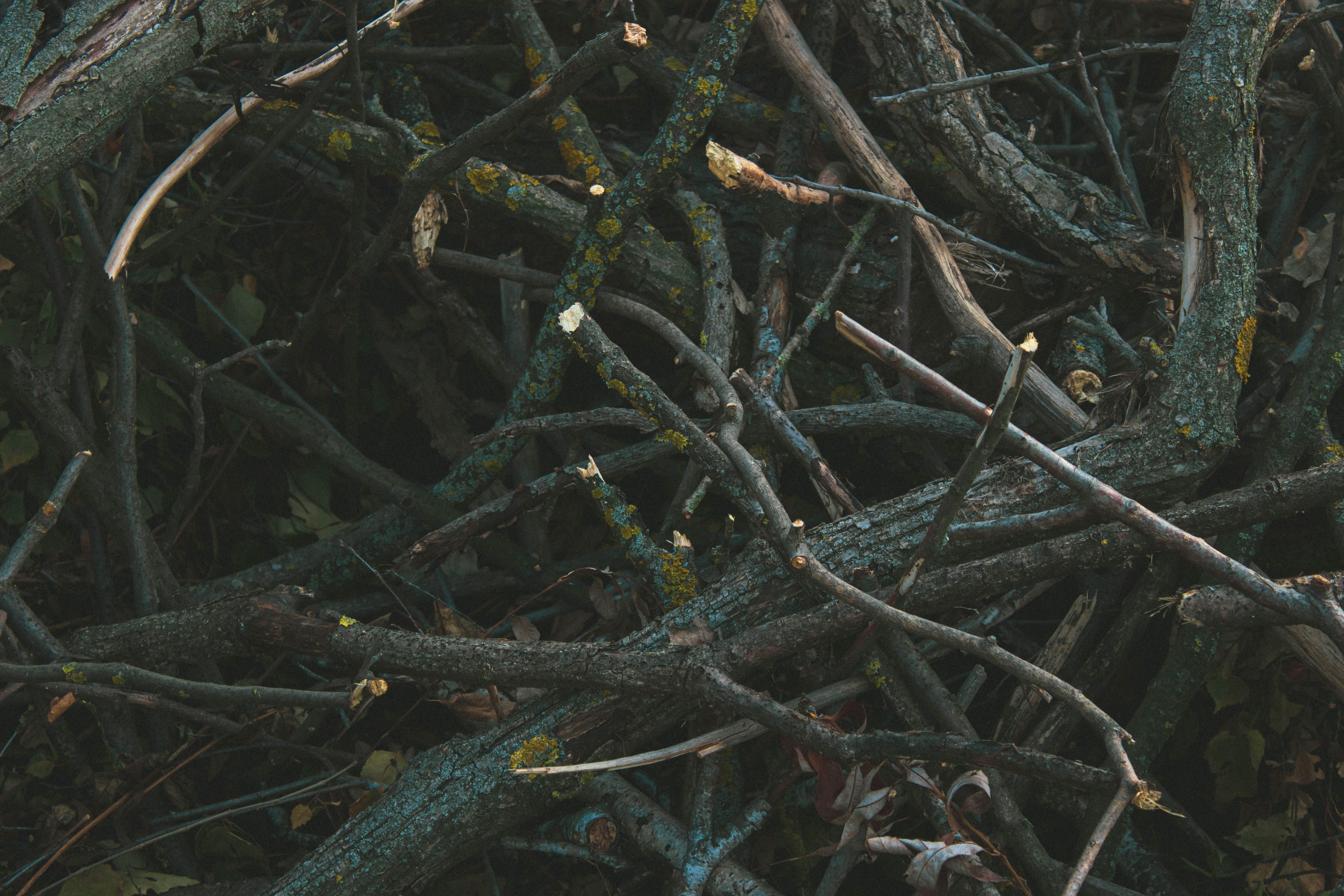 Close up of Branches and Sticks · Free Stock Photo