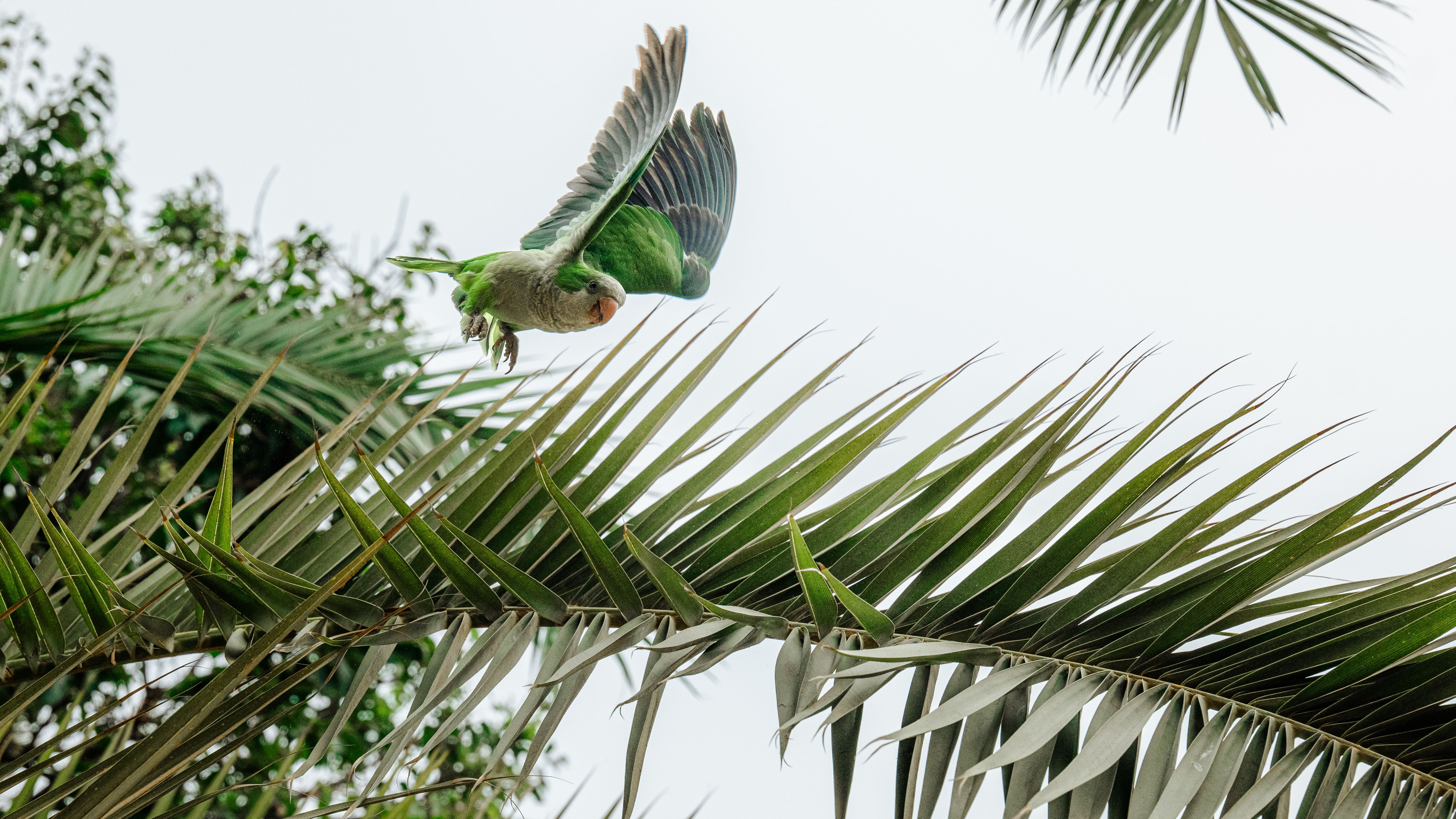 Quaker Parrot Flying Photos, Download The BEST Free Quaker Parrot ...