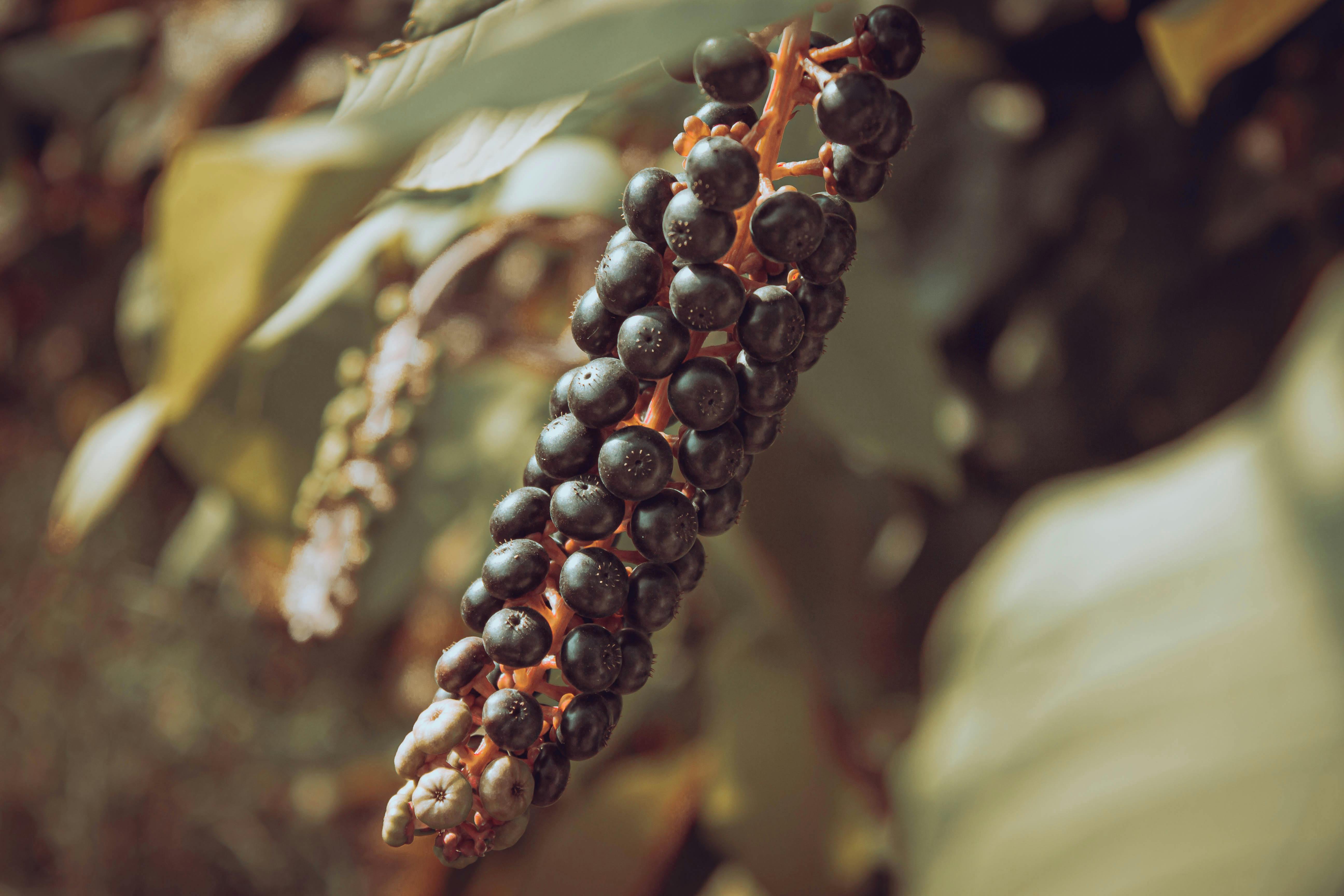 Small Berries in Nature · Free Stock Photo