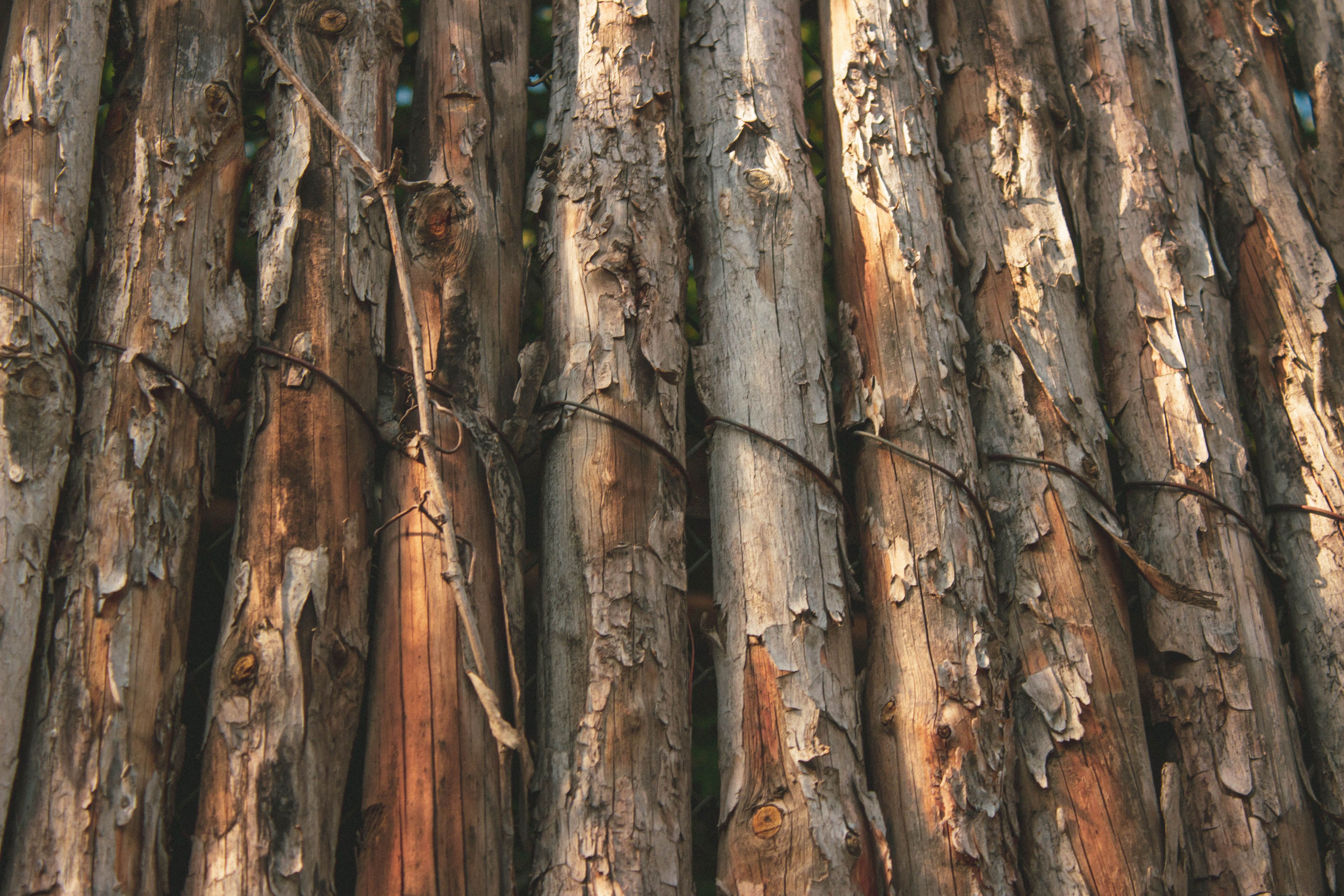 Wooden Logs Tied · Free Stock Photo