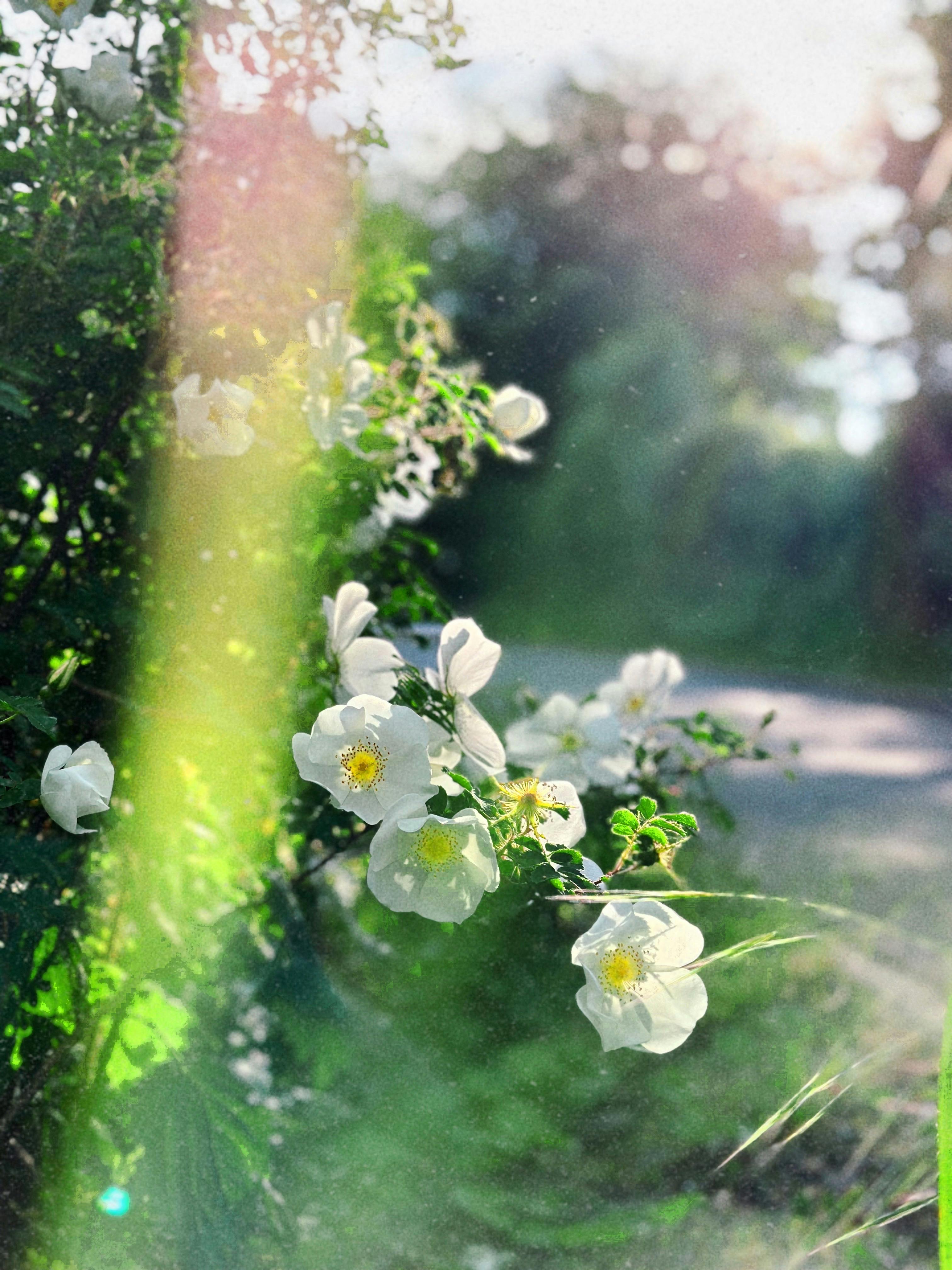 Flowering Shrub by Road · Free Stock Photo