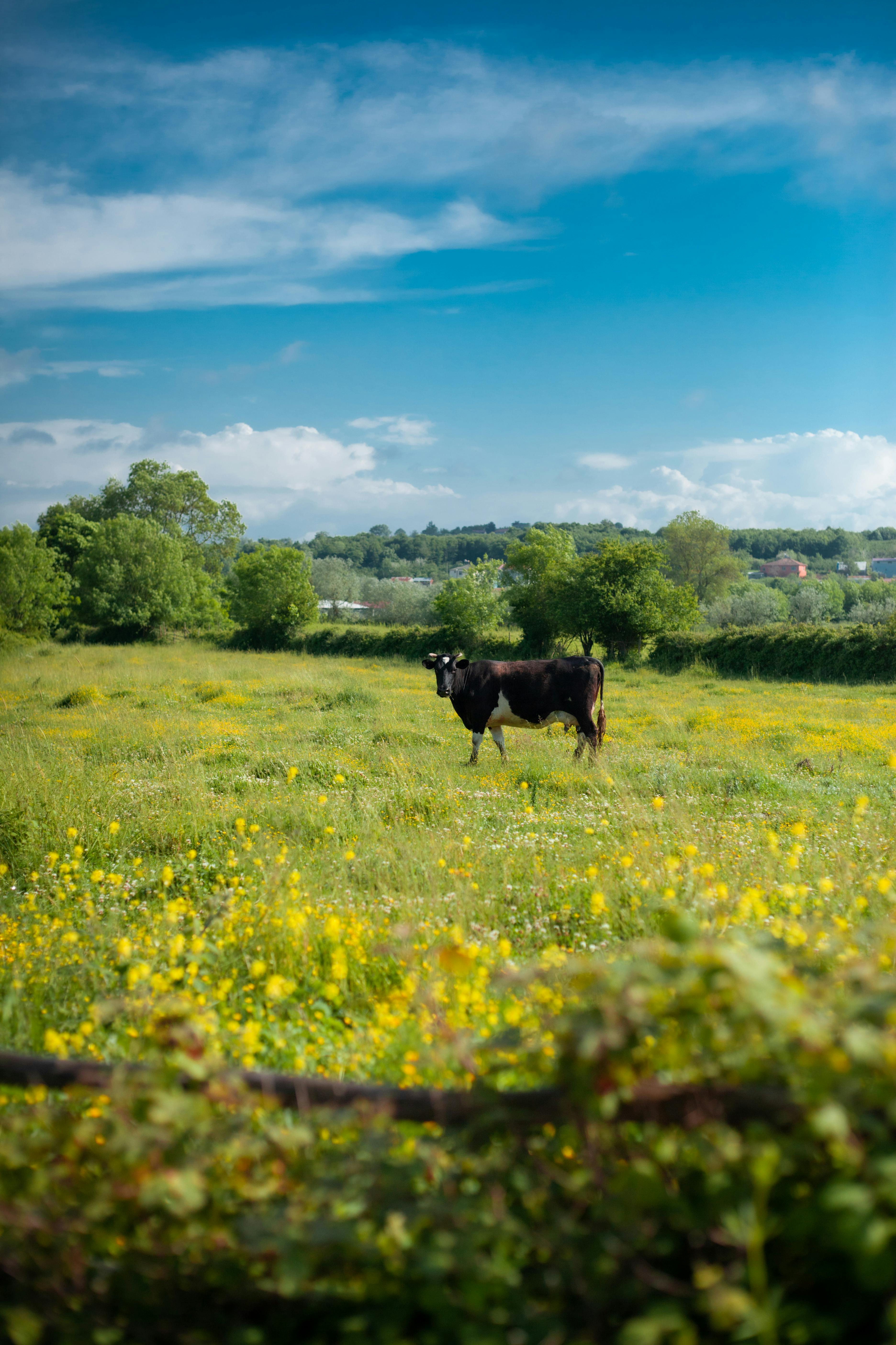 Cow in Meadow · Free Stock Photo
