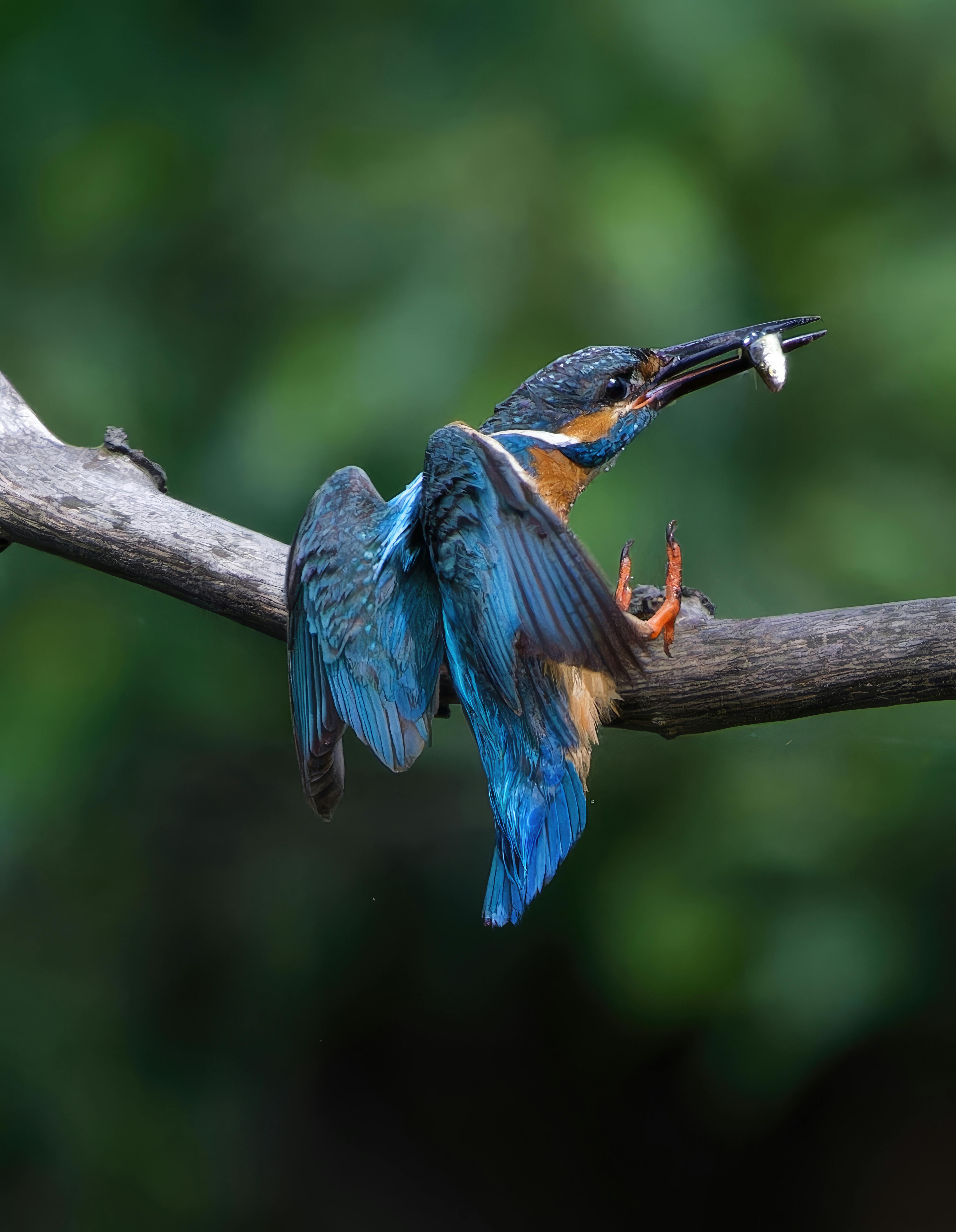 Hummingbird Wallpaper Photos, Download The BEST Free Hummingbird ...