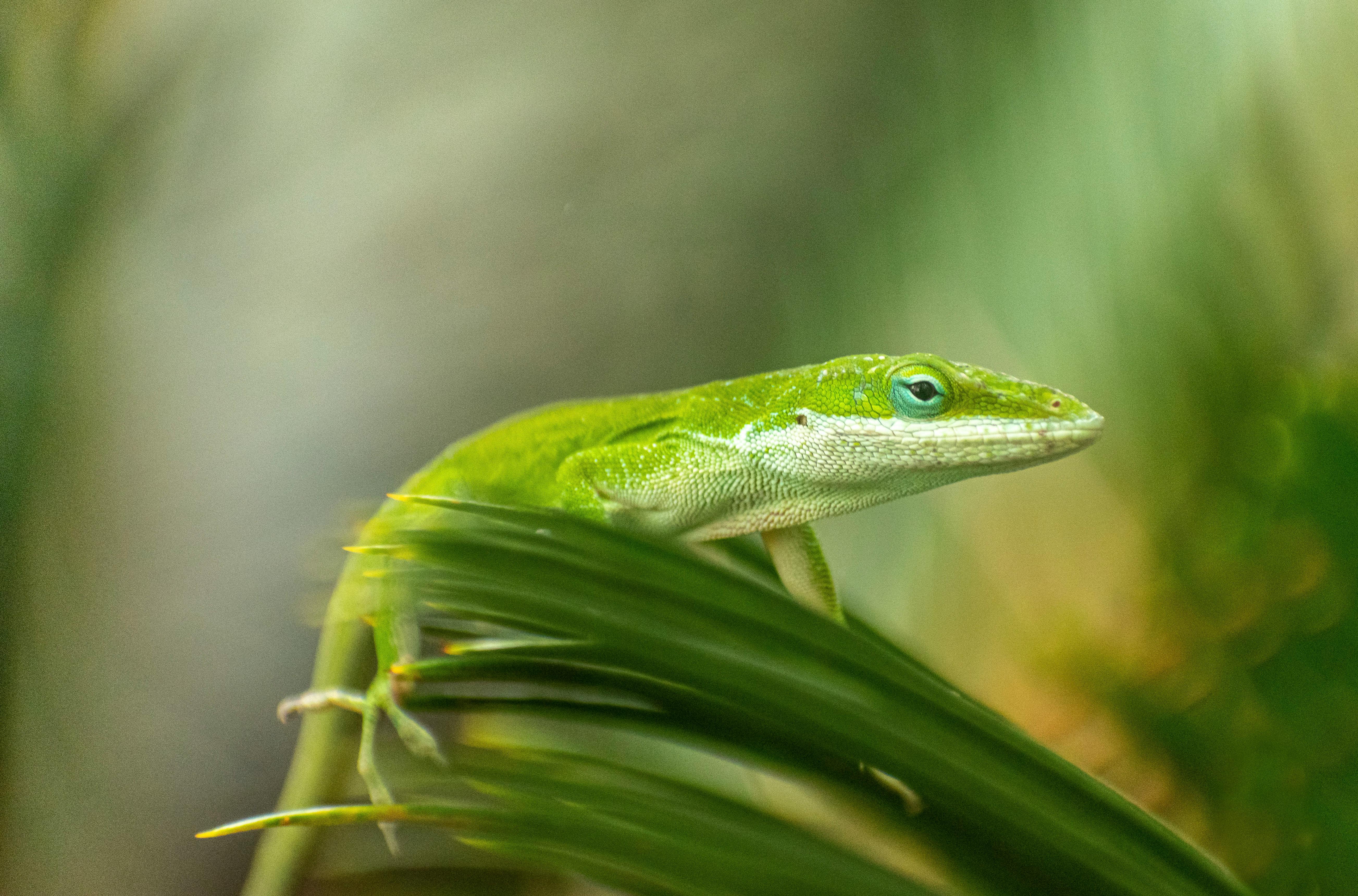Close-up of a Green Anole Lizard · Free Stock Photo