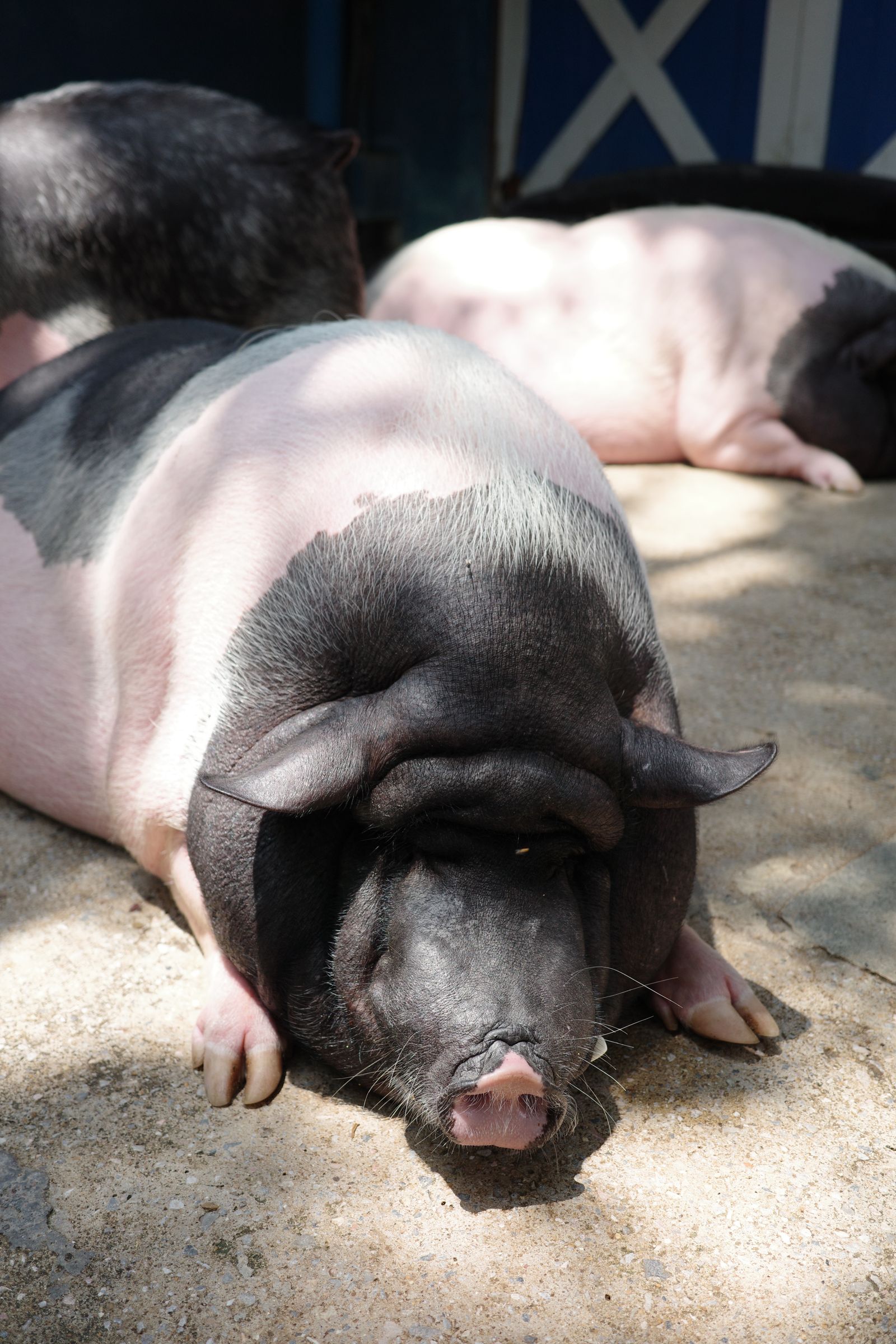 Fat+Ugly+Pigs Photos, Download The BEST Free Fat+Ugly+Pigs Stock Photos ...