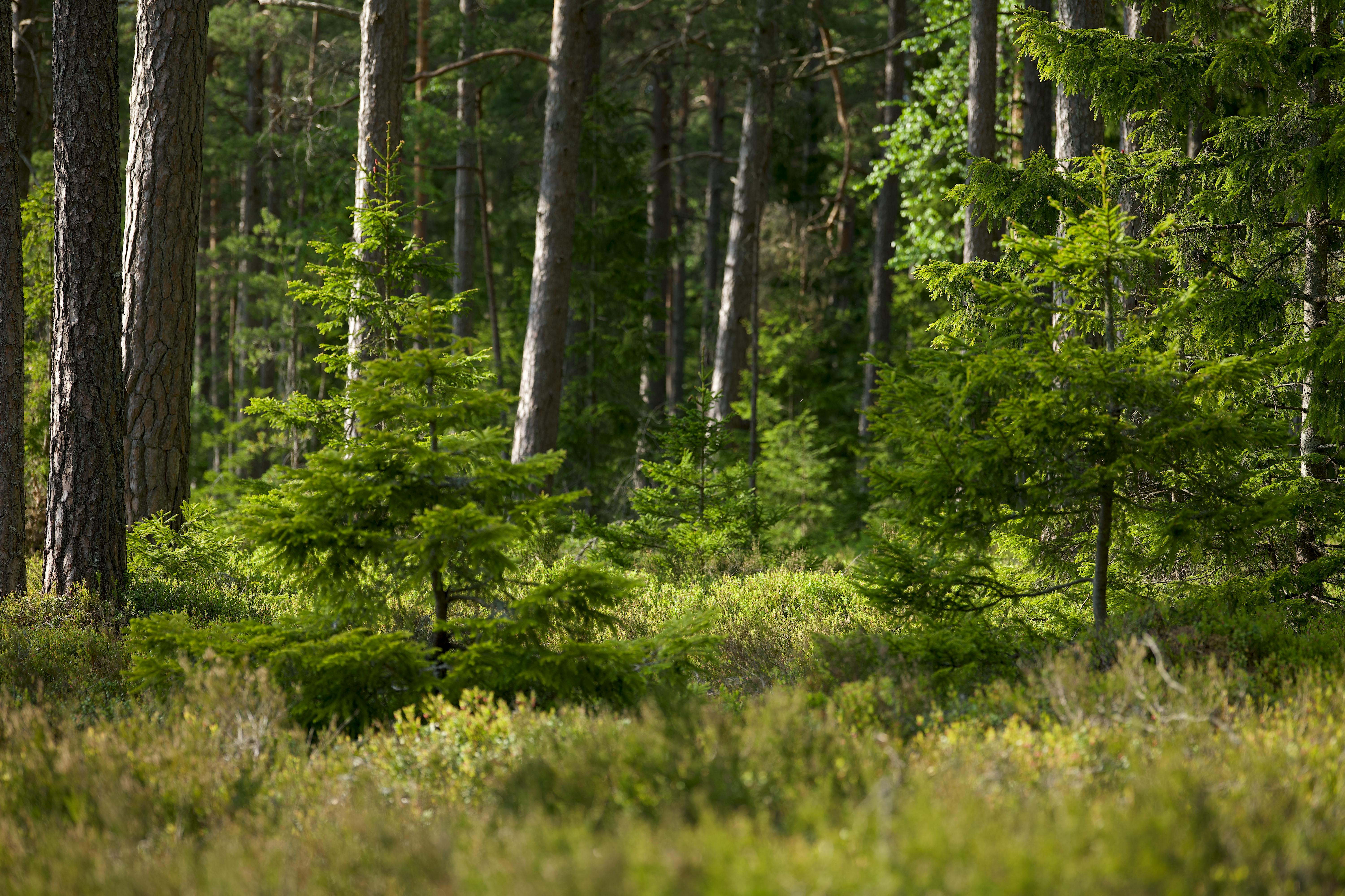 Forest during Day · Free Stock Photo