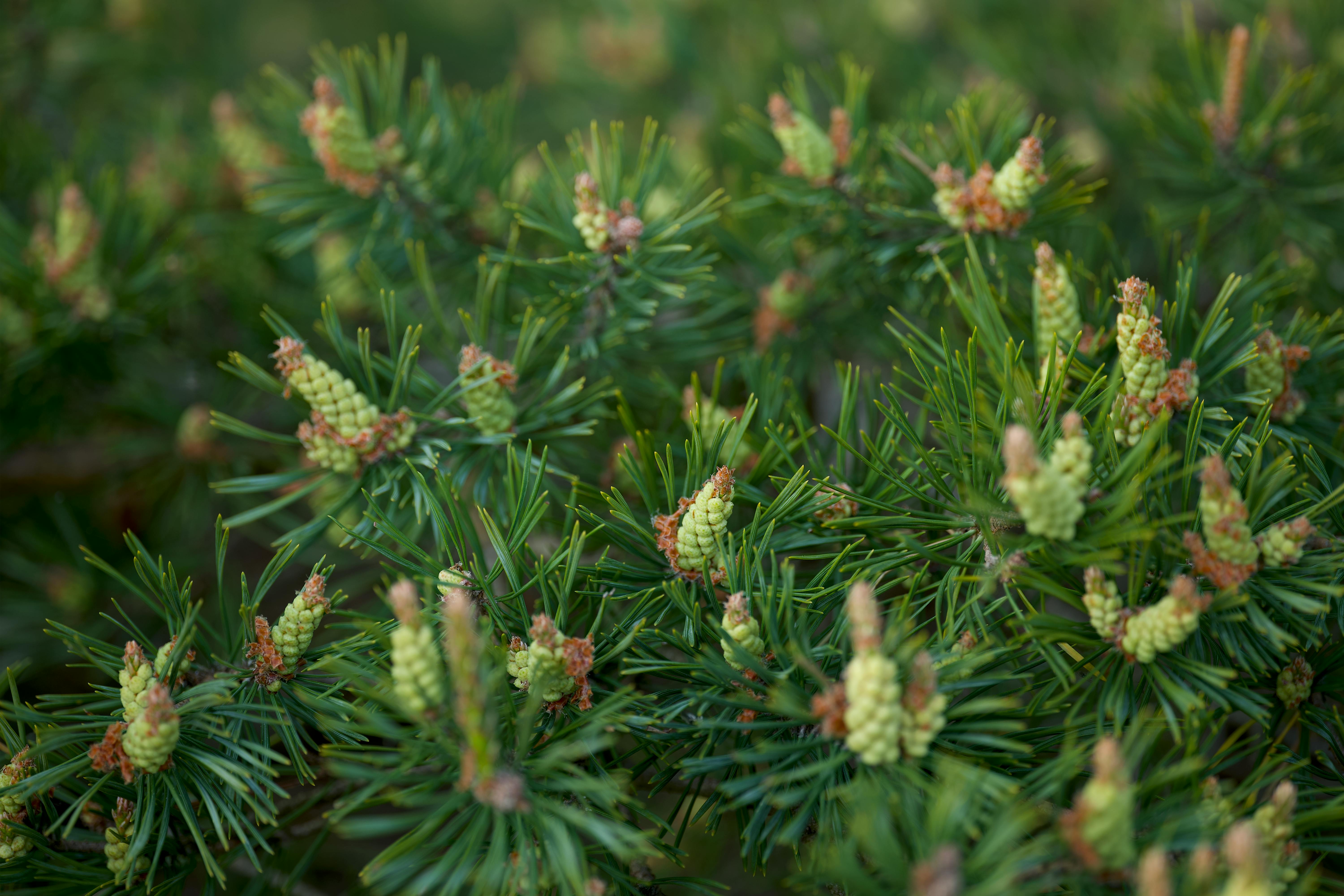 Ninja Needles Photos, Download The BEST Free Ninja Needles Stock Photos ...