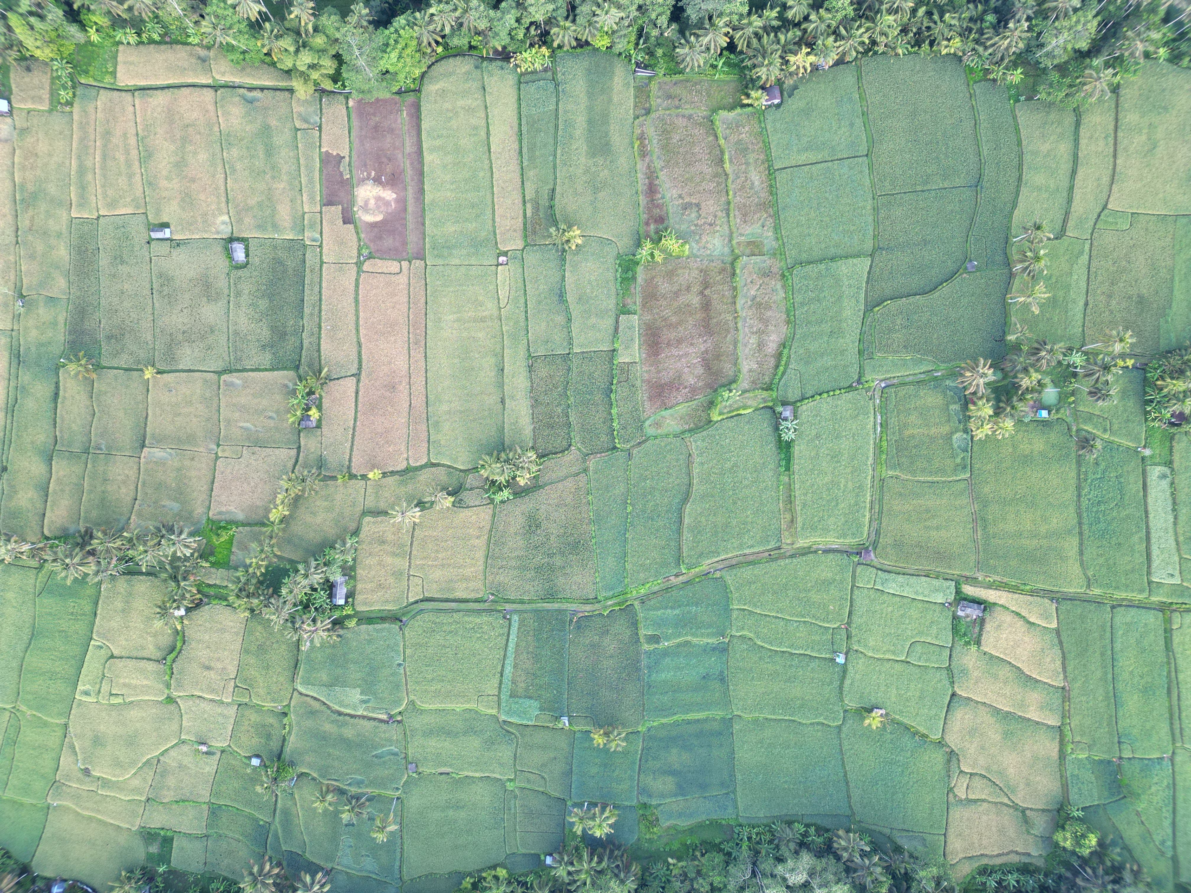Aerial View of Trees Scattered over Agricultural Fields · Free Stock Photo