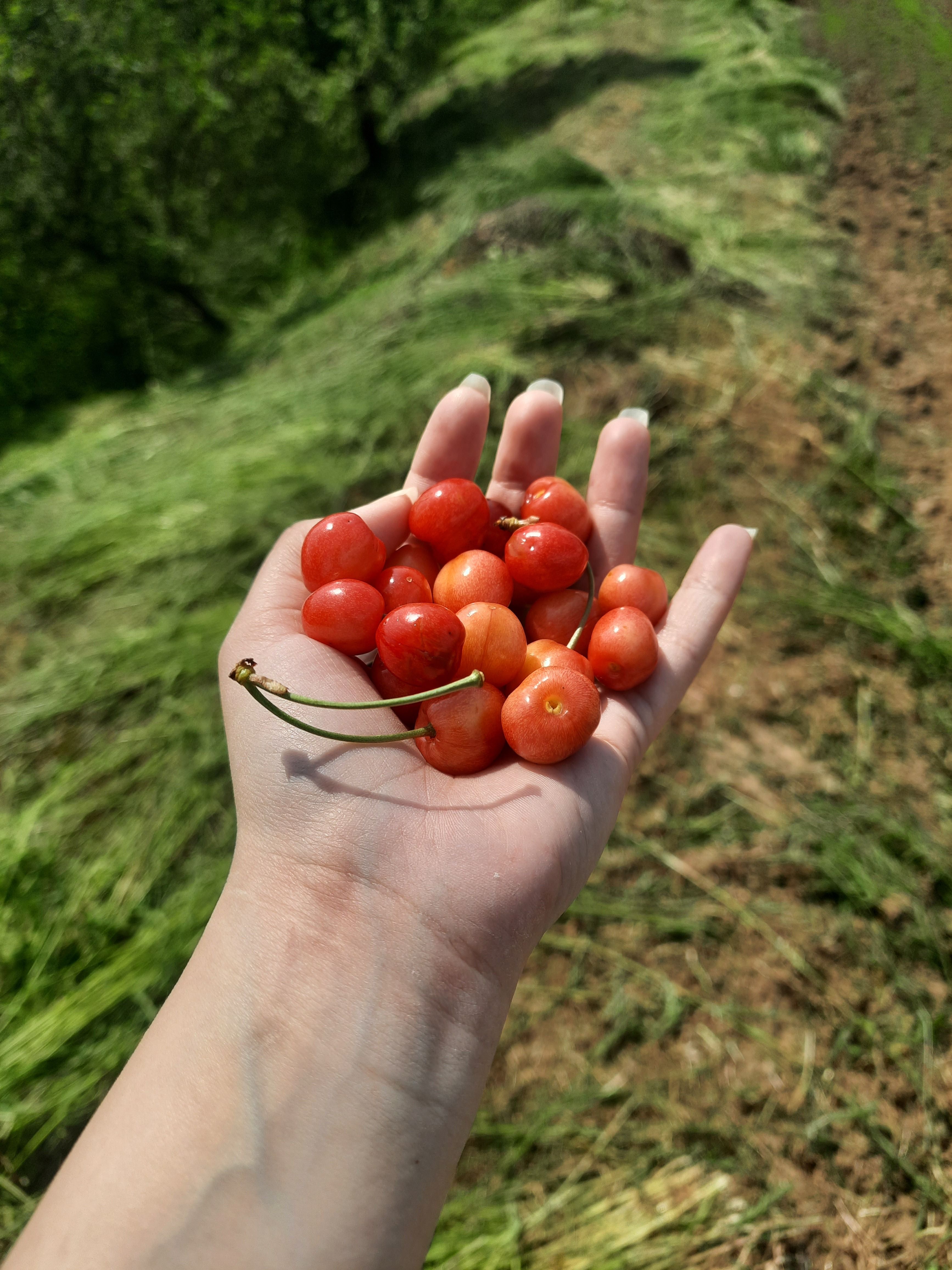 Hands Holding Freshly Picked Cherries · Free Stock Photo