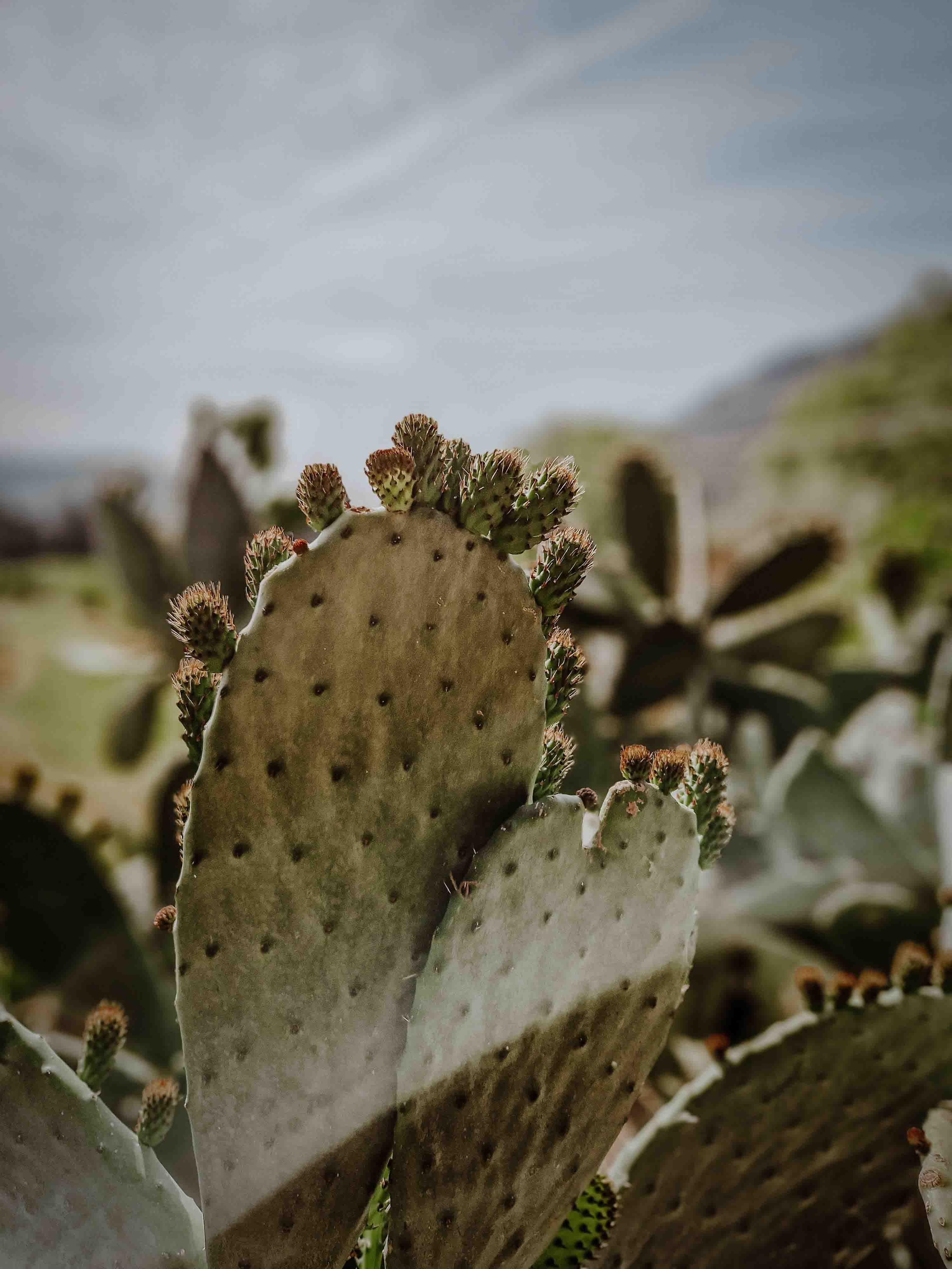 Close-up of a Cactus · Free Stock Photo