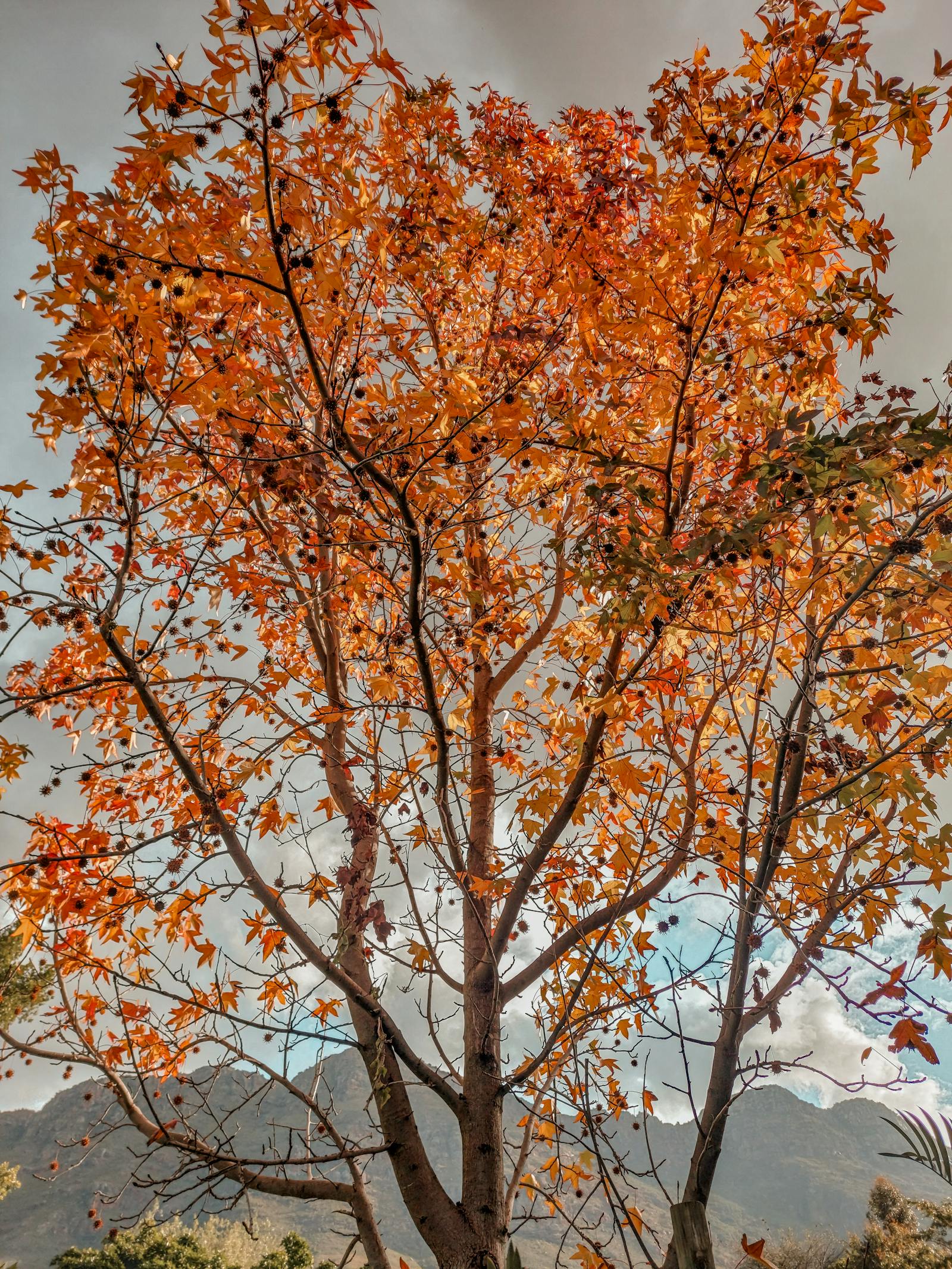 Fall Tree Tree Photos, Download The BEST Free Fall Tree Tree Stock ...