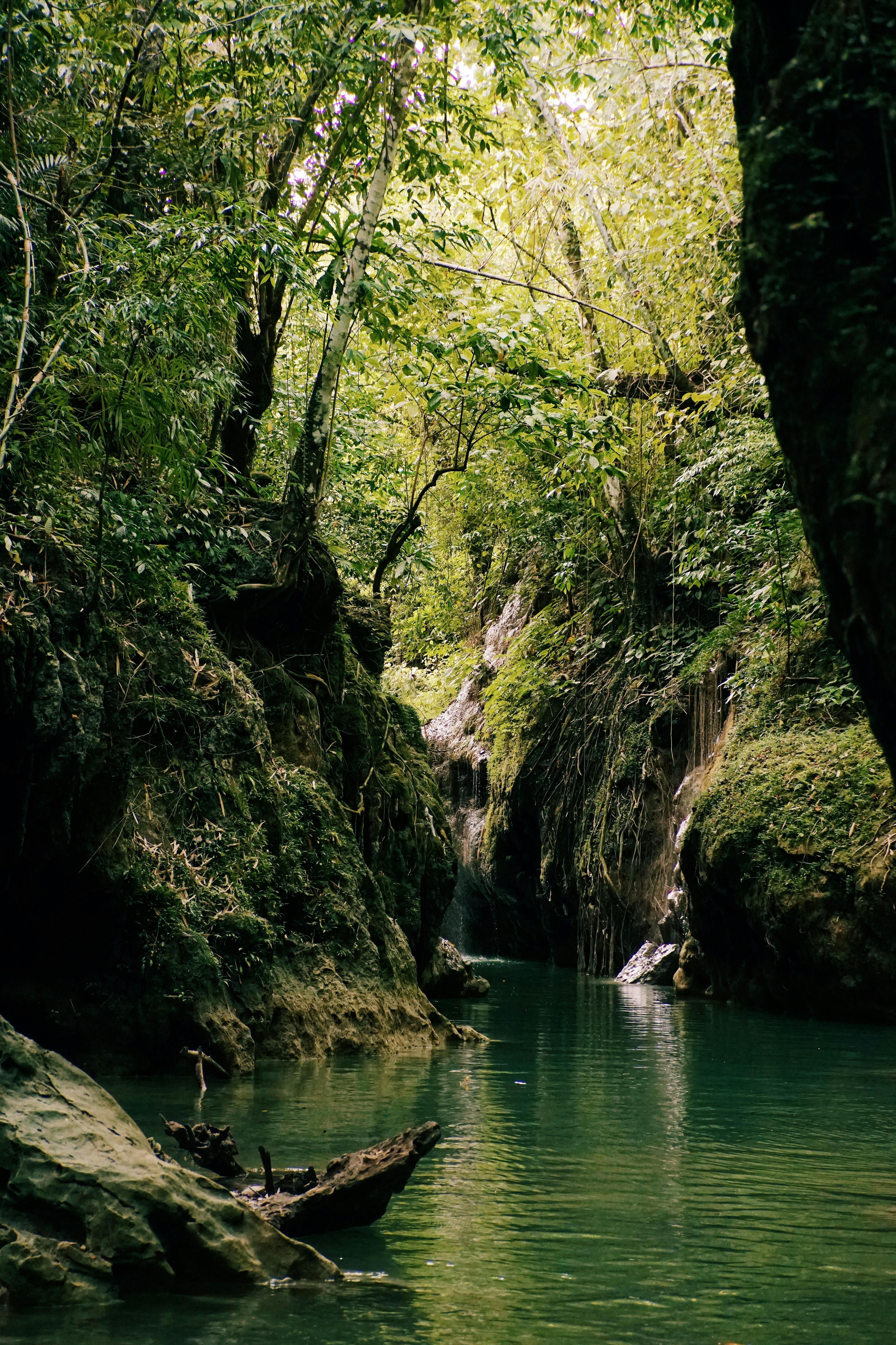 Green Forest Pond · Free Stock Photo