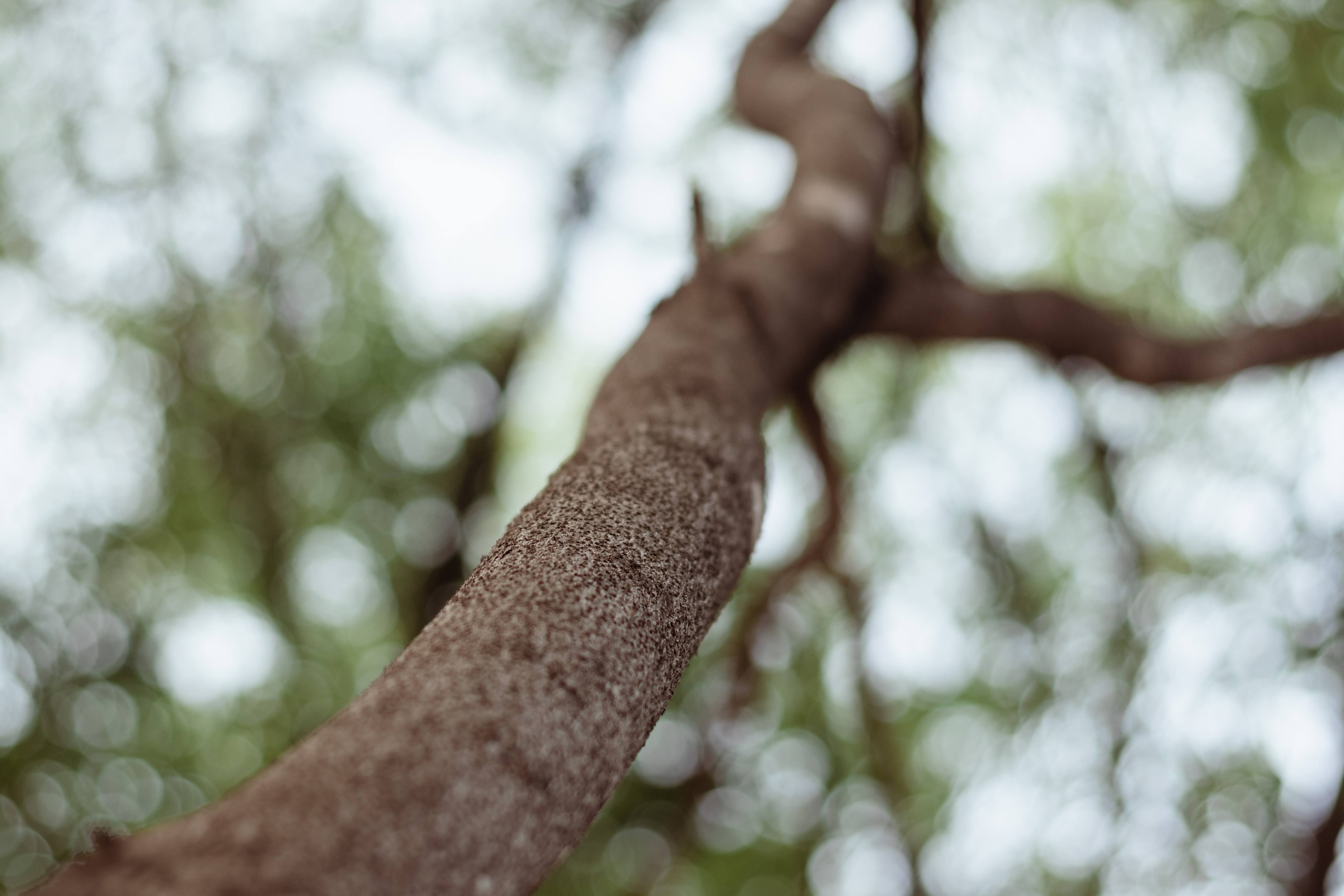 Close up of Branch · Free Stock Photo