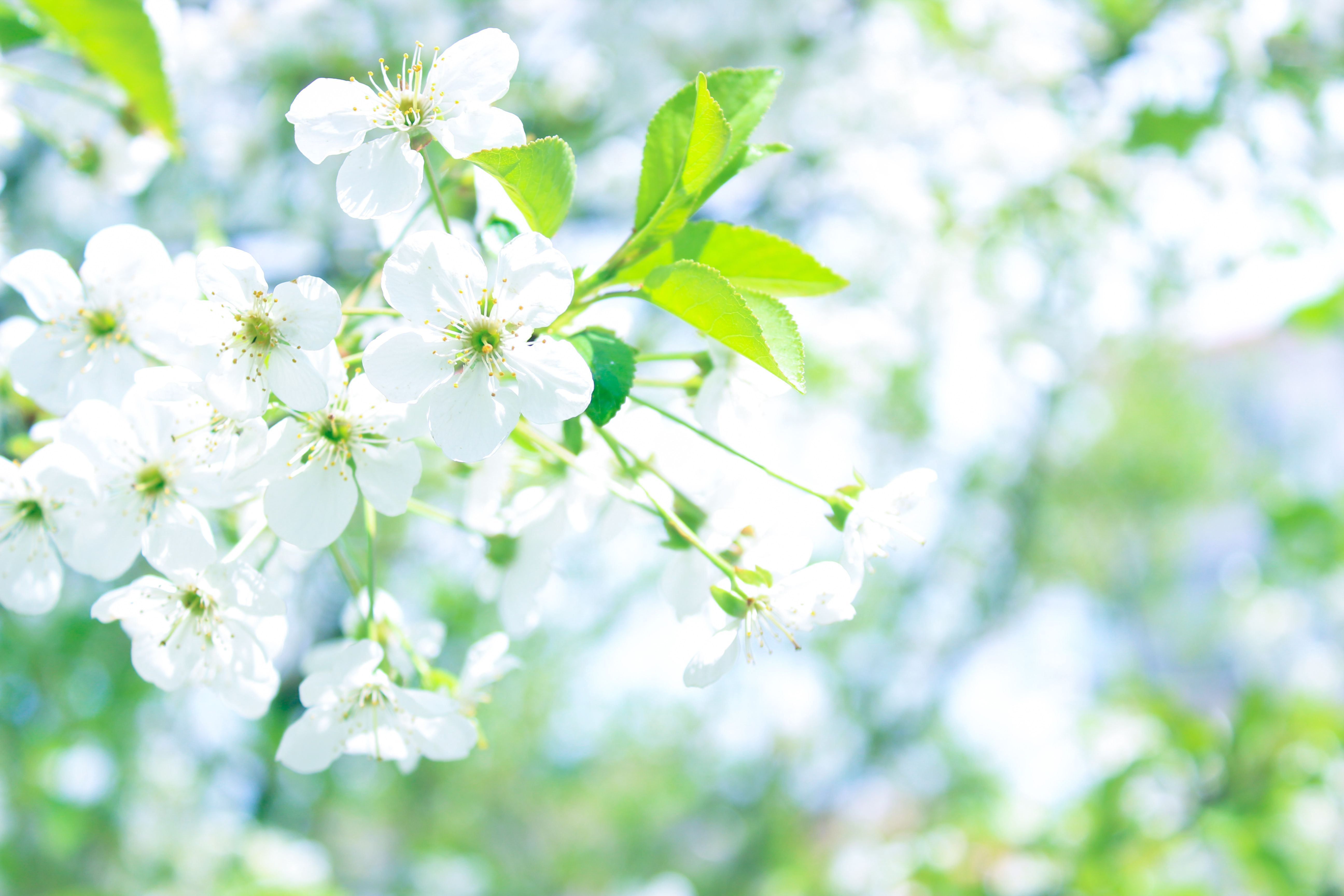 Desktop Backgrounds Inspring Photos, Download The BEST Free Desktop ...