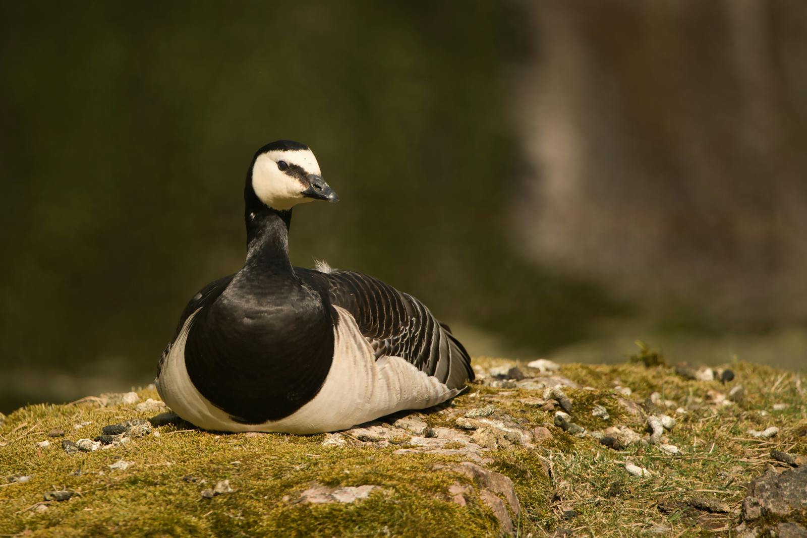 Barnacle Goose Photos, Download The BEST Free Barnacle Goose Stock ...