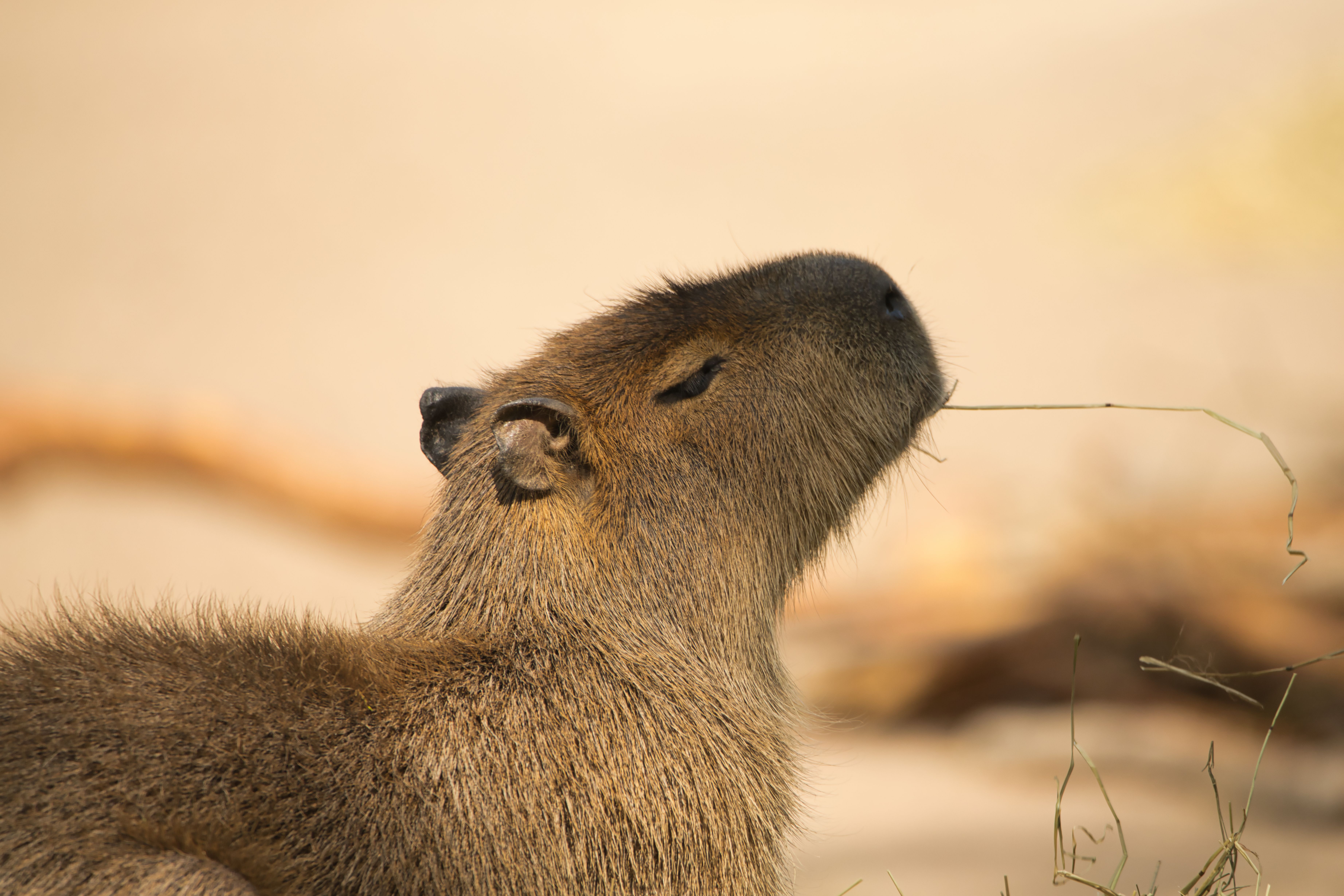 Foto de stock gratuita sobre animal, capibara, césped, comiendo, de ...