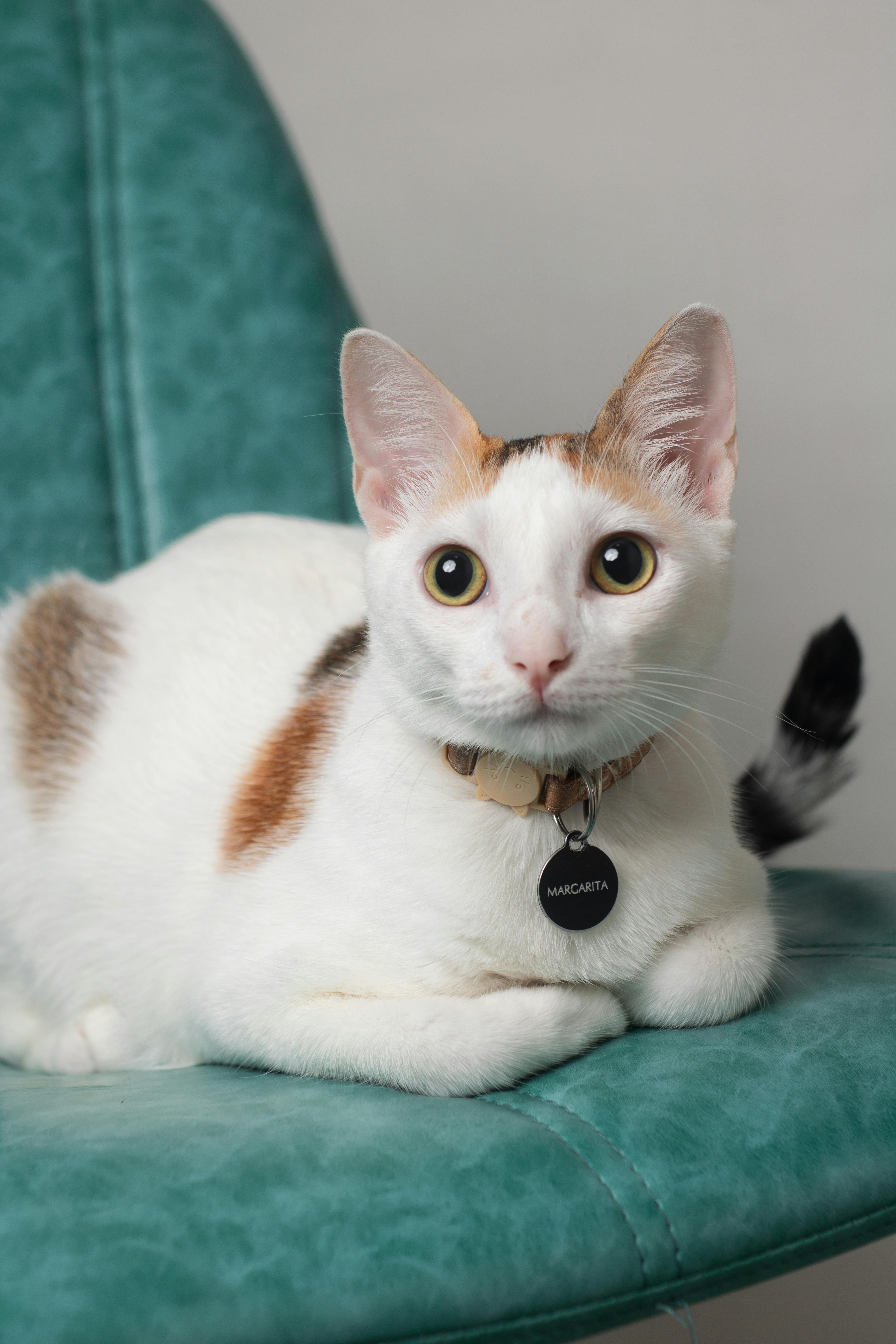 A Little Cat Sitting on a Chair · Free Stock Photo
